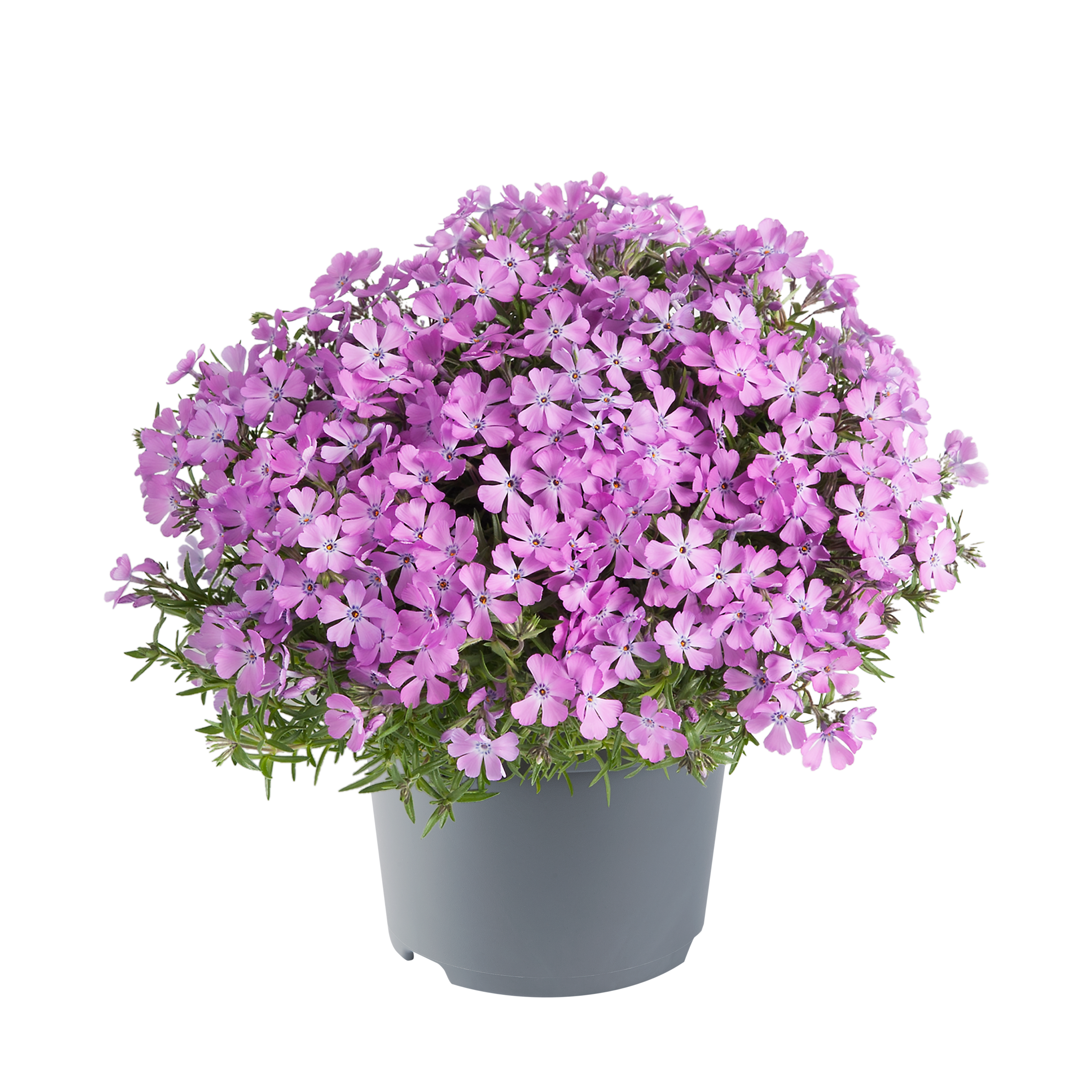 Floks 20 cm - Leroy Merlin