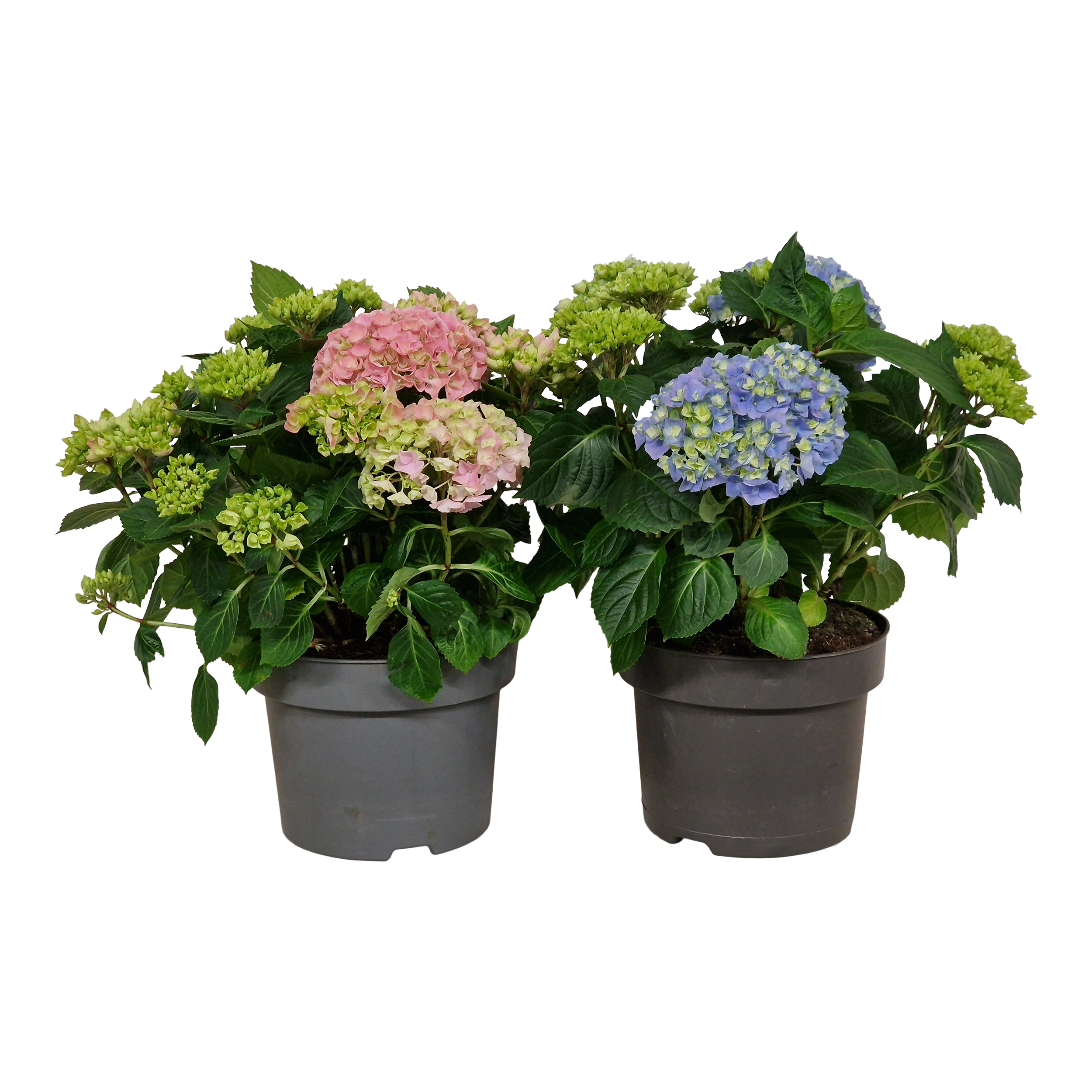 Hortensja Macroph mix 30-40 cm - Leroy Merlin