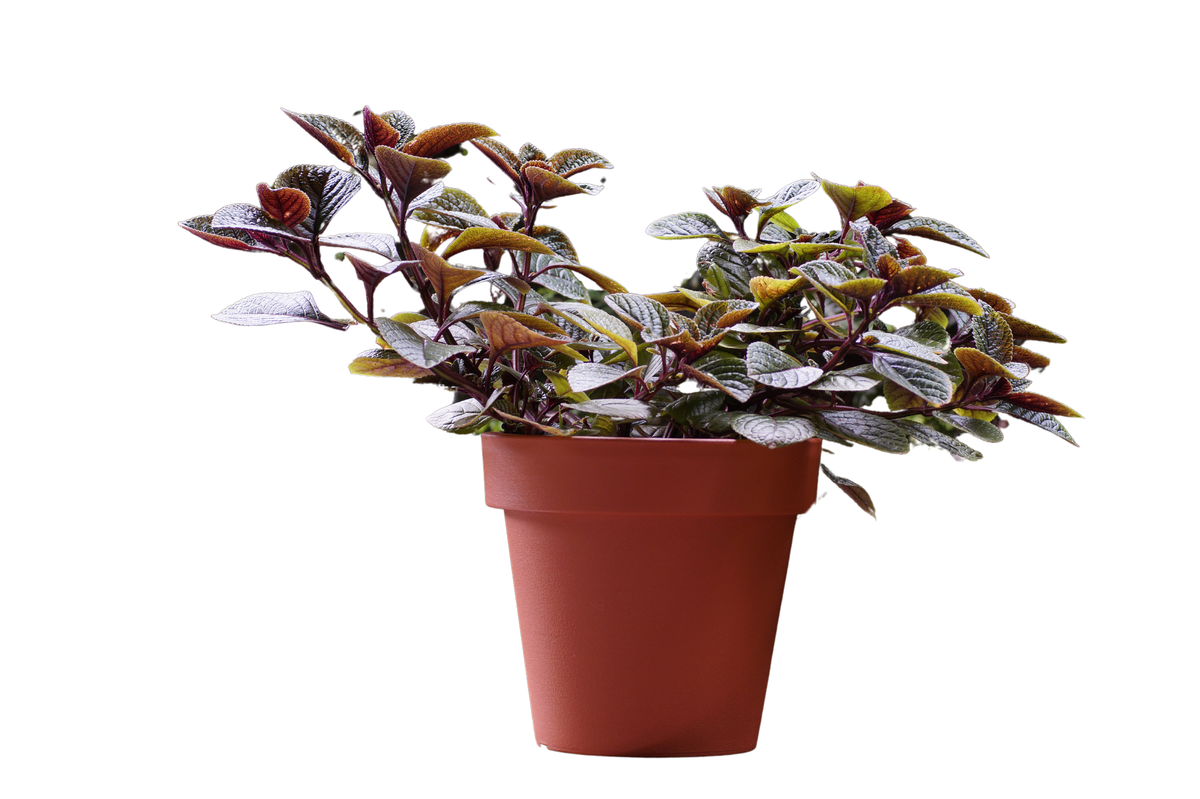 Plektrantus komarzyca 15-30 cm - Leroy Merlin