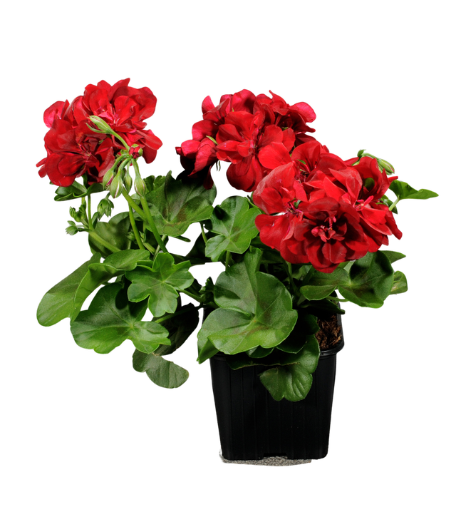 Pelargonie rabatowe i bluszczolistne do ogrodu i balkonu