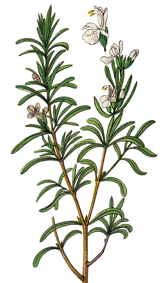 Rozmaryn lekarski - Leroy Merlin