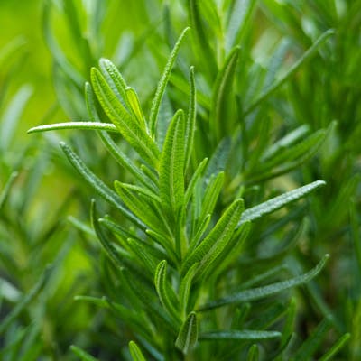Rozmaryn lekarski - Leroy Merlin