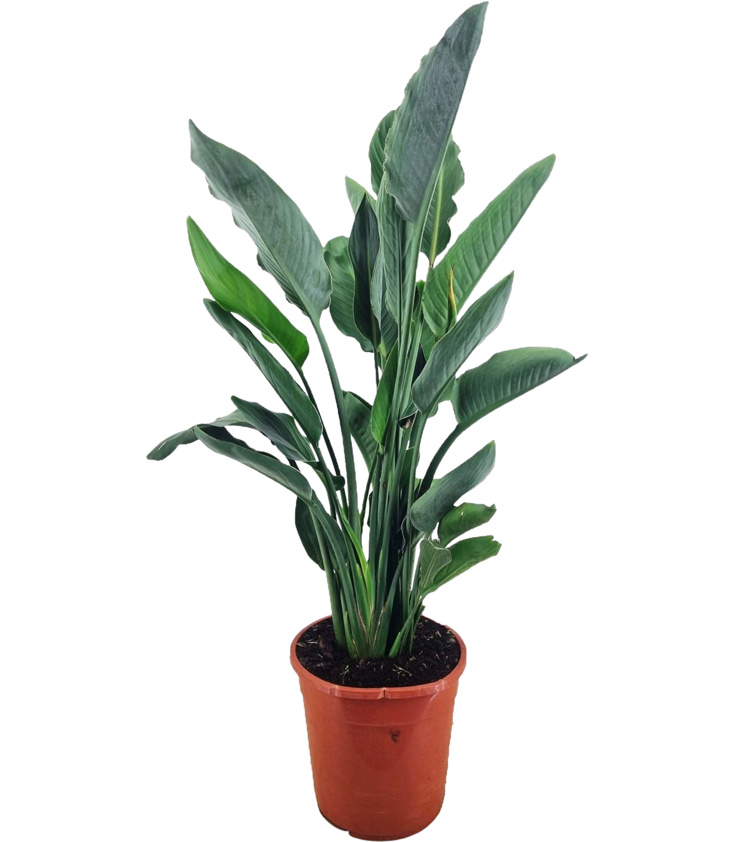 Strelicja Reginale 104-115 cm - Leroy Merlin