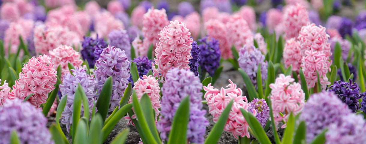 Hiacynt - Leroy Merlin