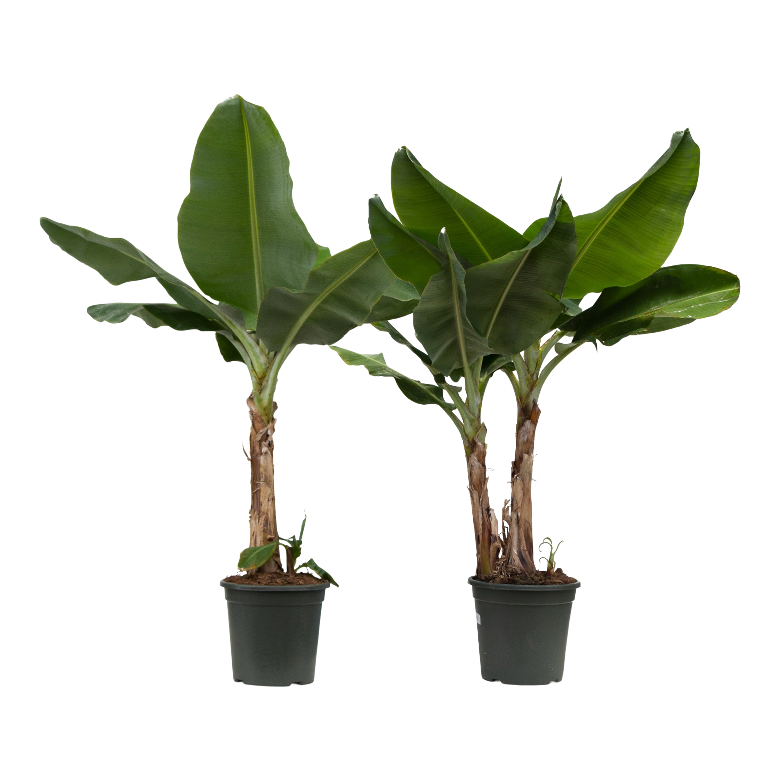 Bananowiec Musa 170-180 cm - Leroy Merlin