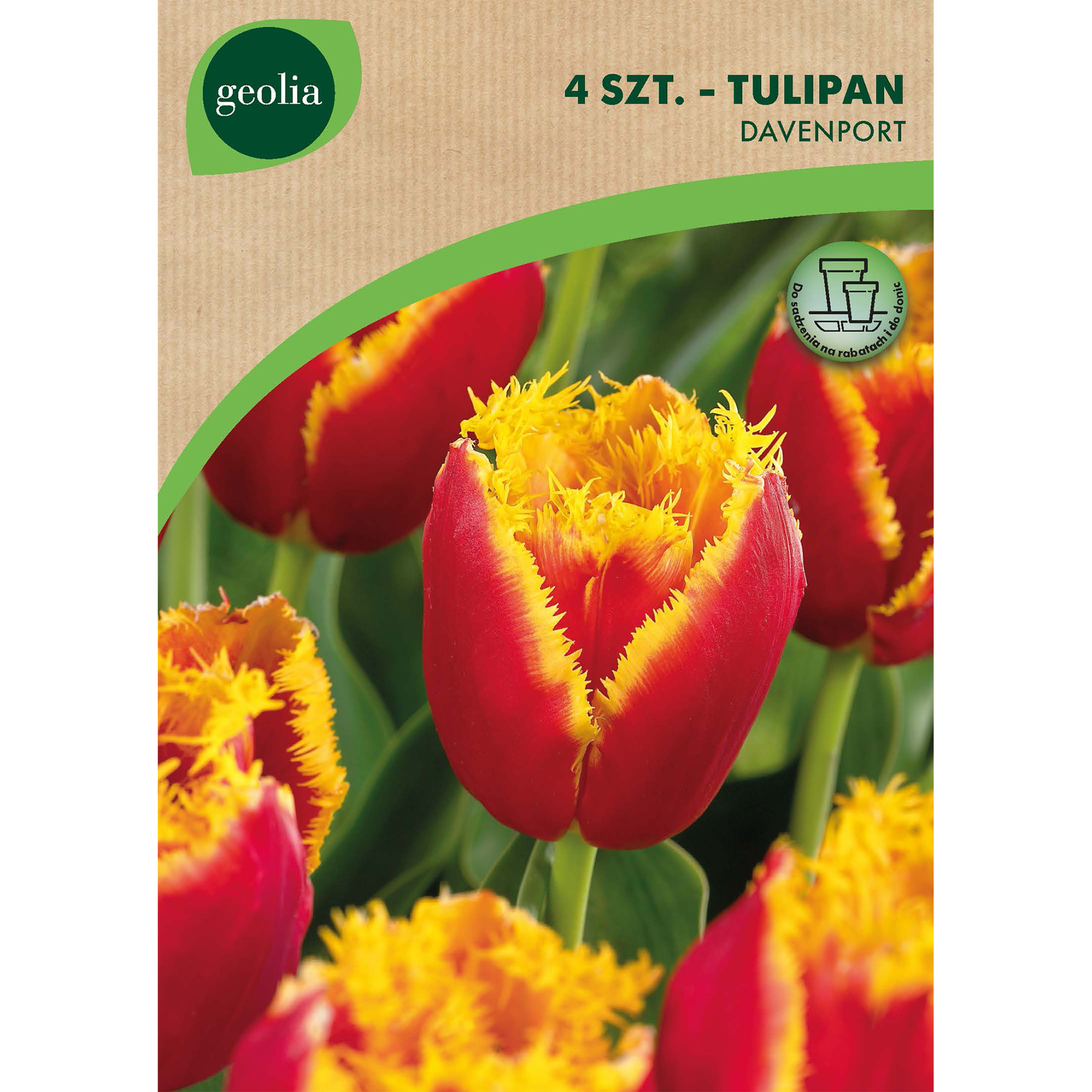 Tulipan Davenport 11/12 4szt. Cebulki kwiatów Geolia - Leroy Merlin