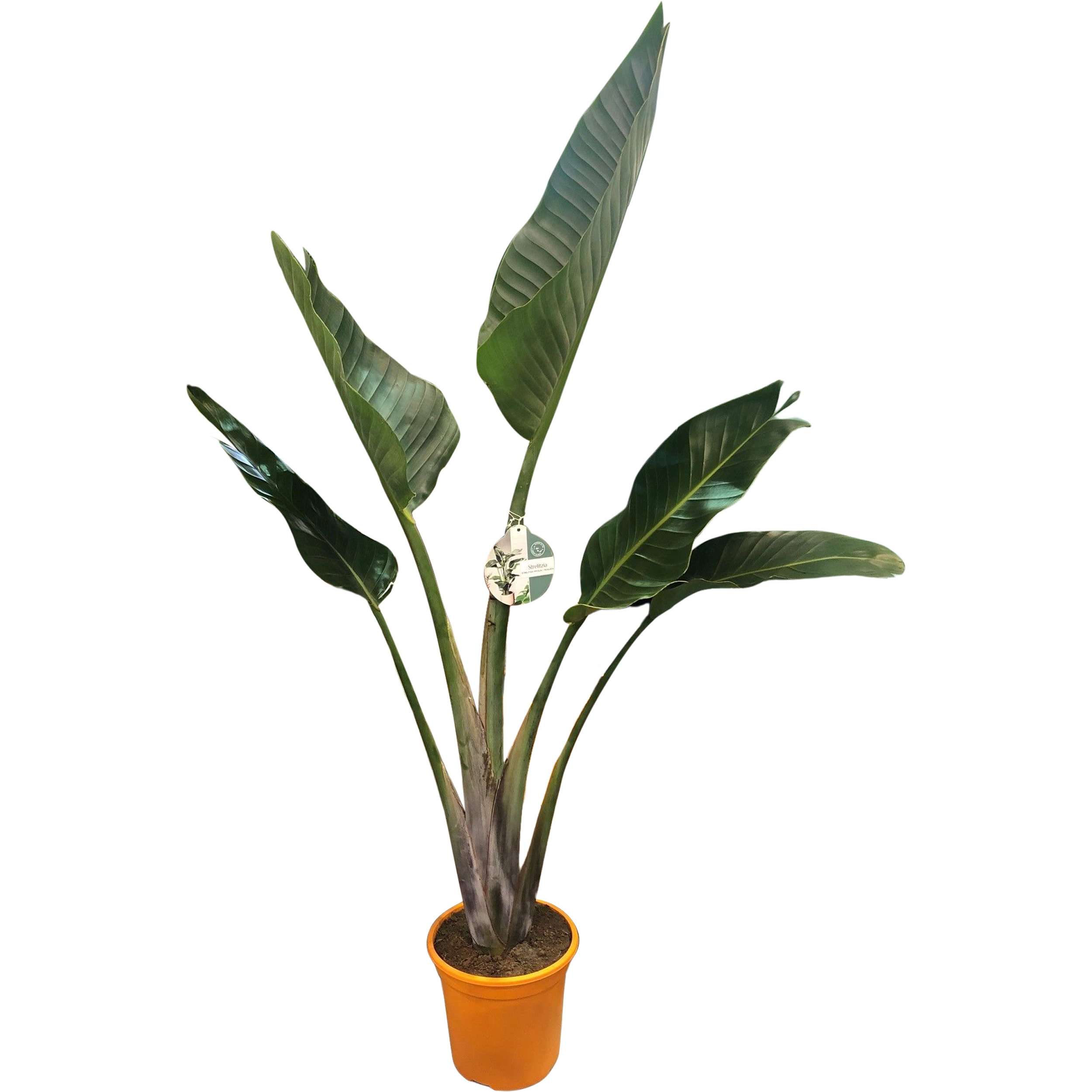 Strelicja Augusta 125-160 cm - Leroy Merlin