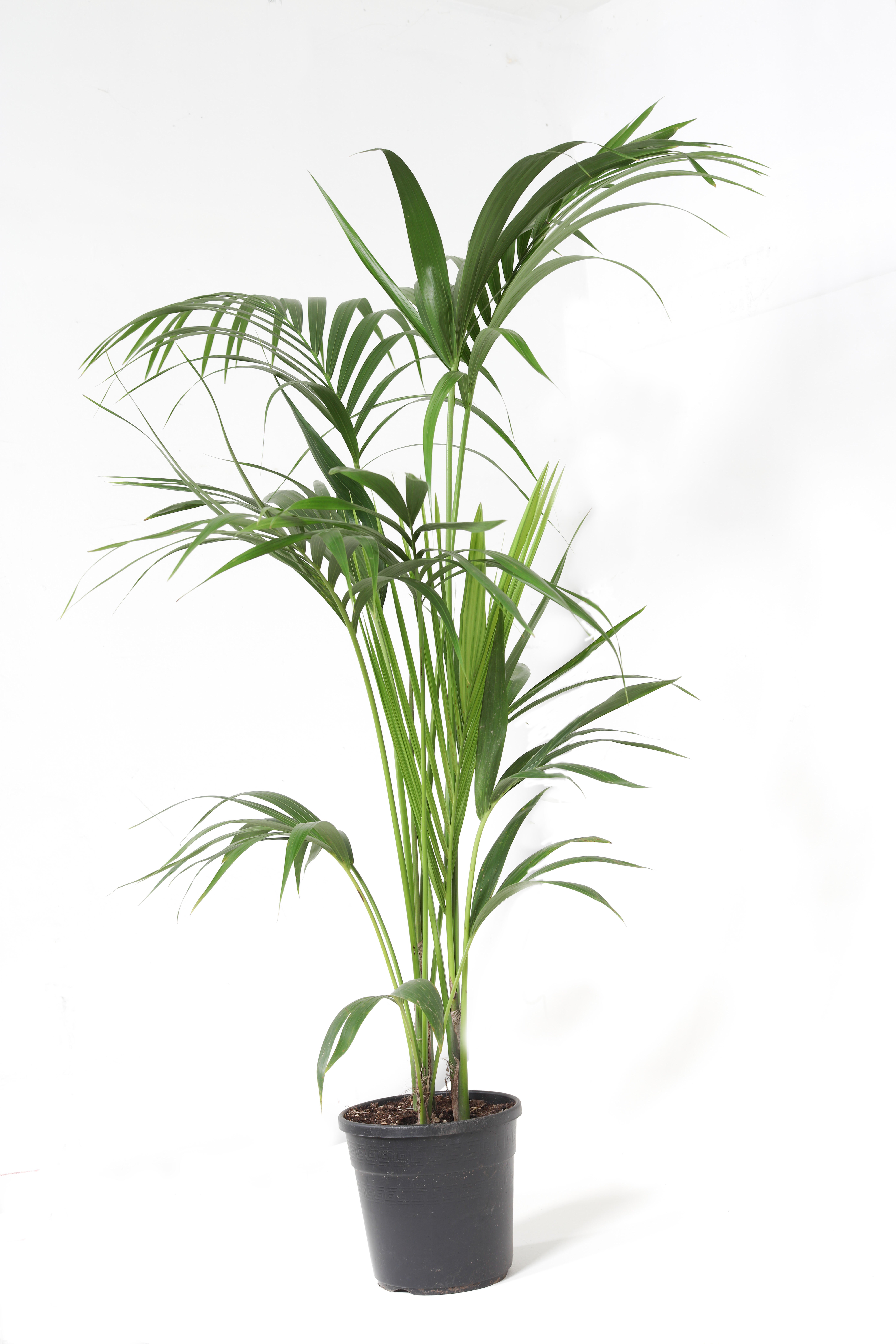 Pianta da interno KENTHIA V.21 2 RAMI H.160-170 | Leroy Merlin