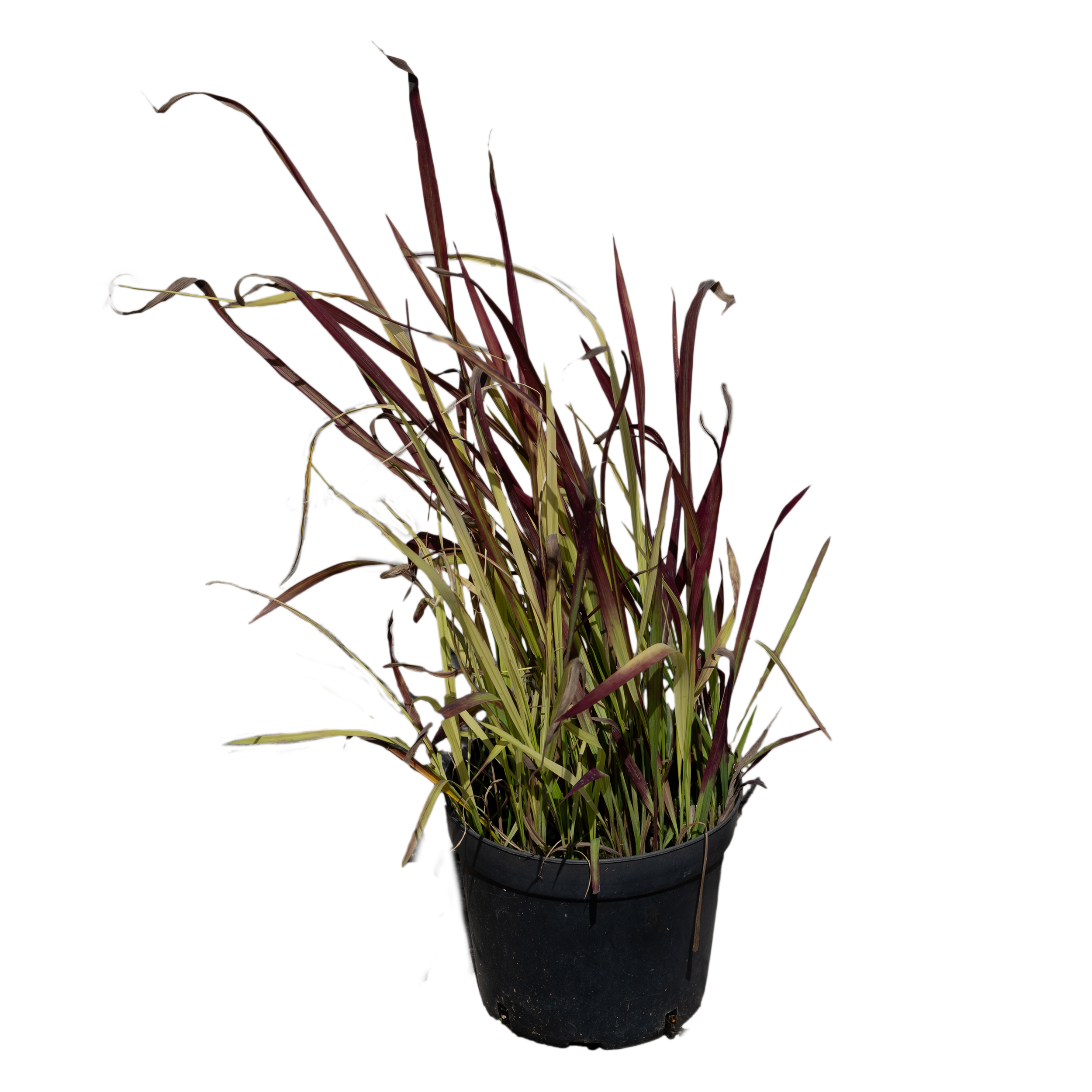 Trawa Imperata Red Baron 15-25 cm - Leroy Merlin