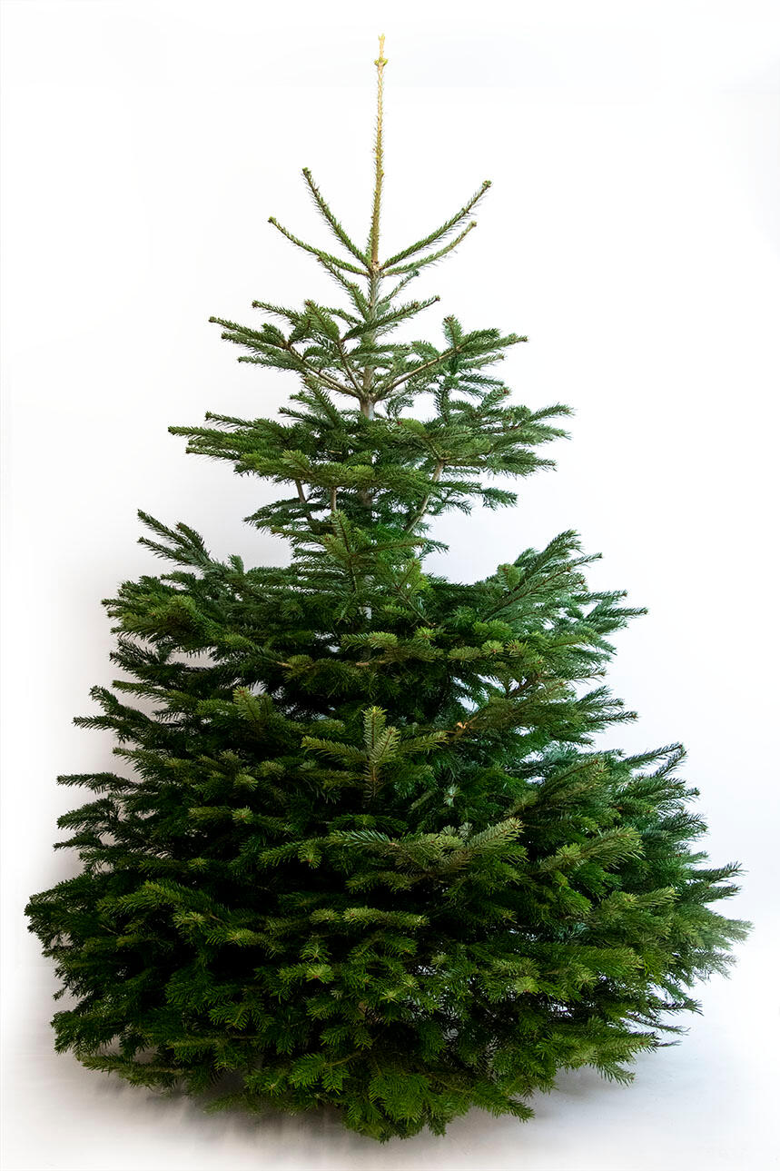 Sapin naturel nordmann coupé | Leroy Merlin