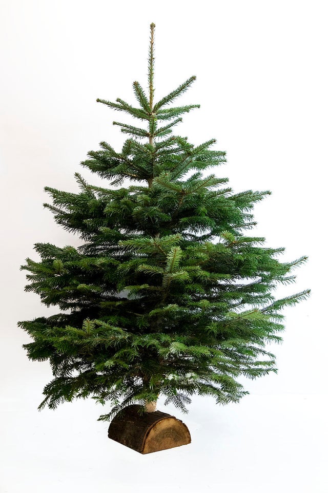 Sapin de noel naturelle au meilleur prix | Leroy Merlin