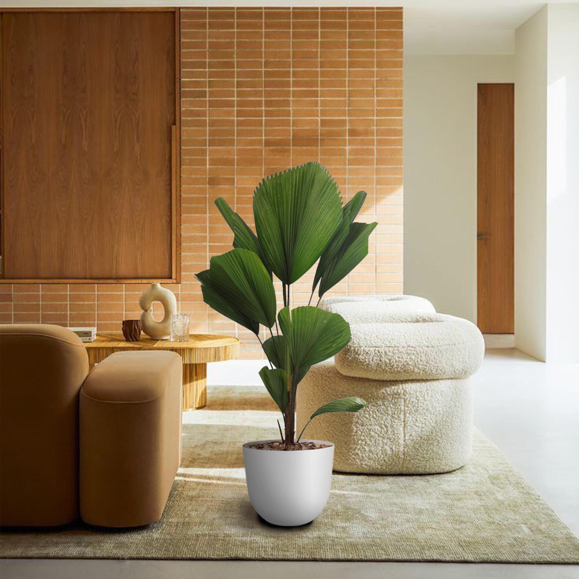 Palmera Licuala Grandis en maceta de 30 cm | Leroy Merlin