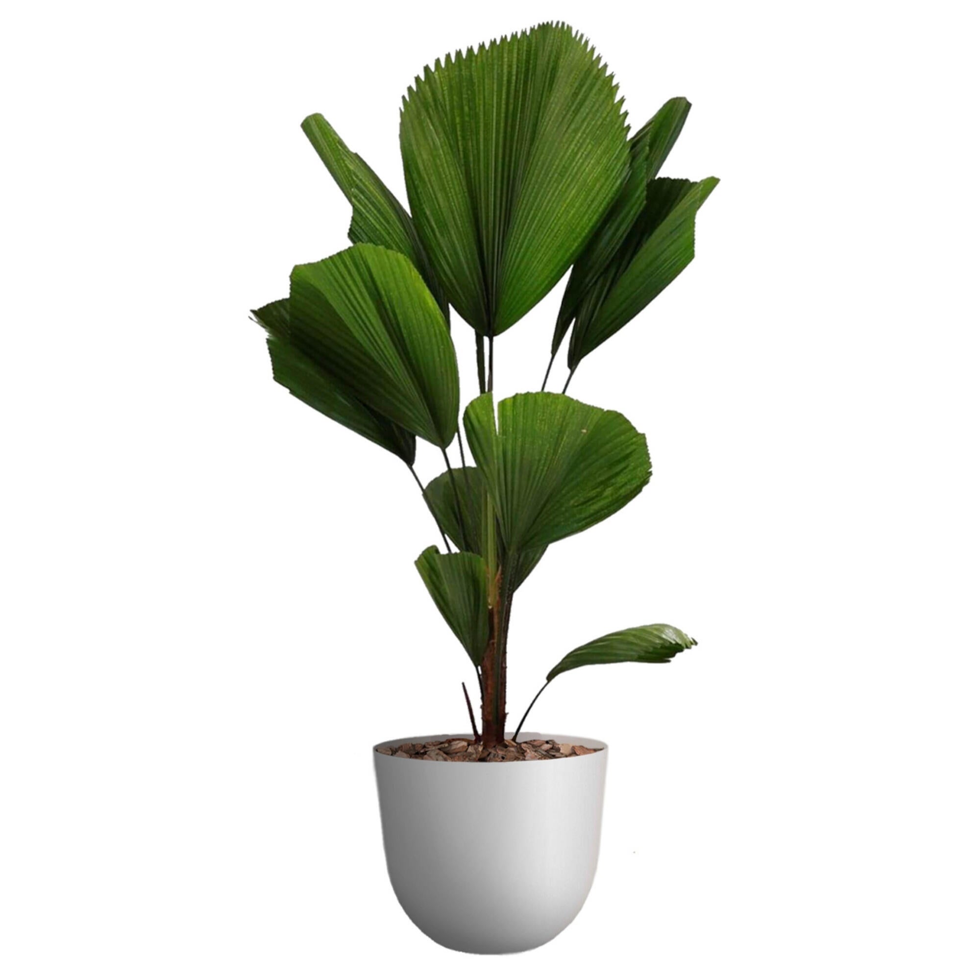 Palmera Licuala Grandis en maceta de 30 cm | Leroy Merlin