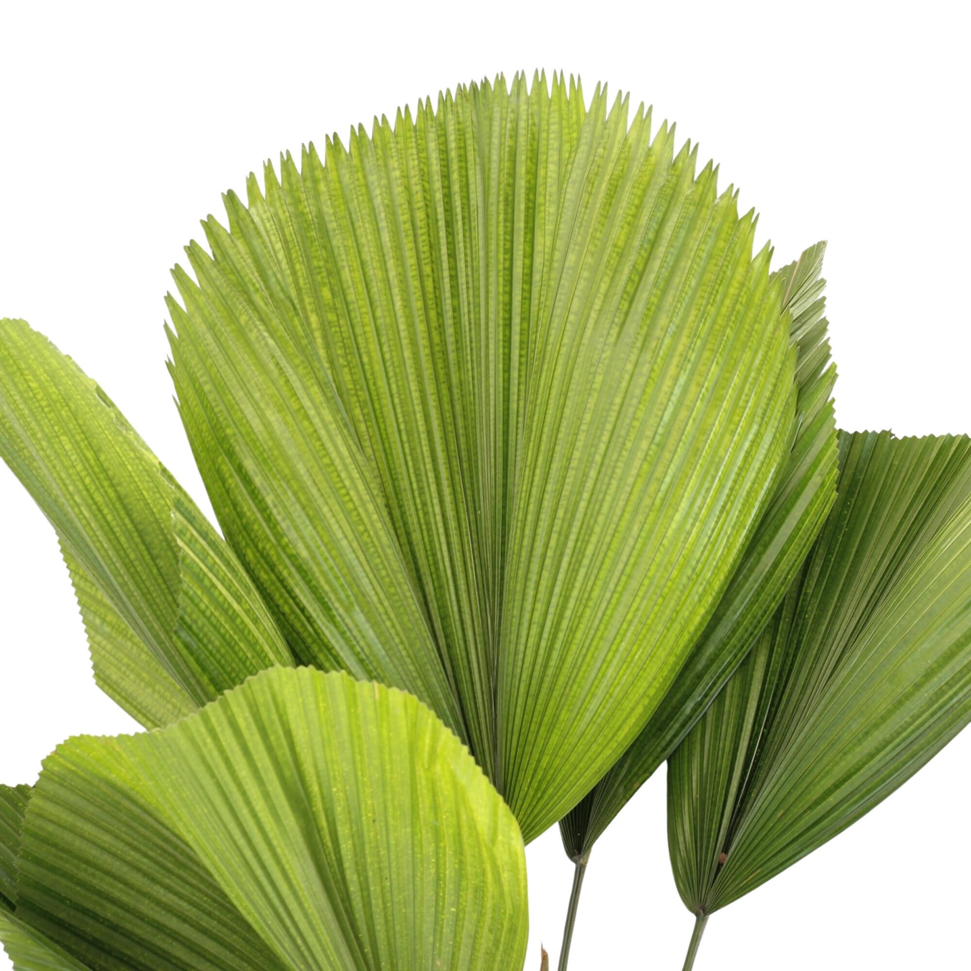 Palmera Licuala Grandis en maceta de 30 cm | Leroy Merlin