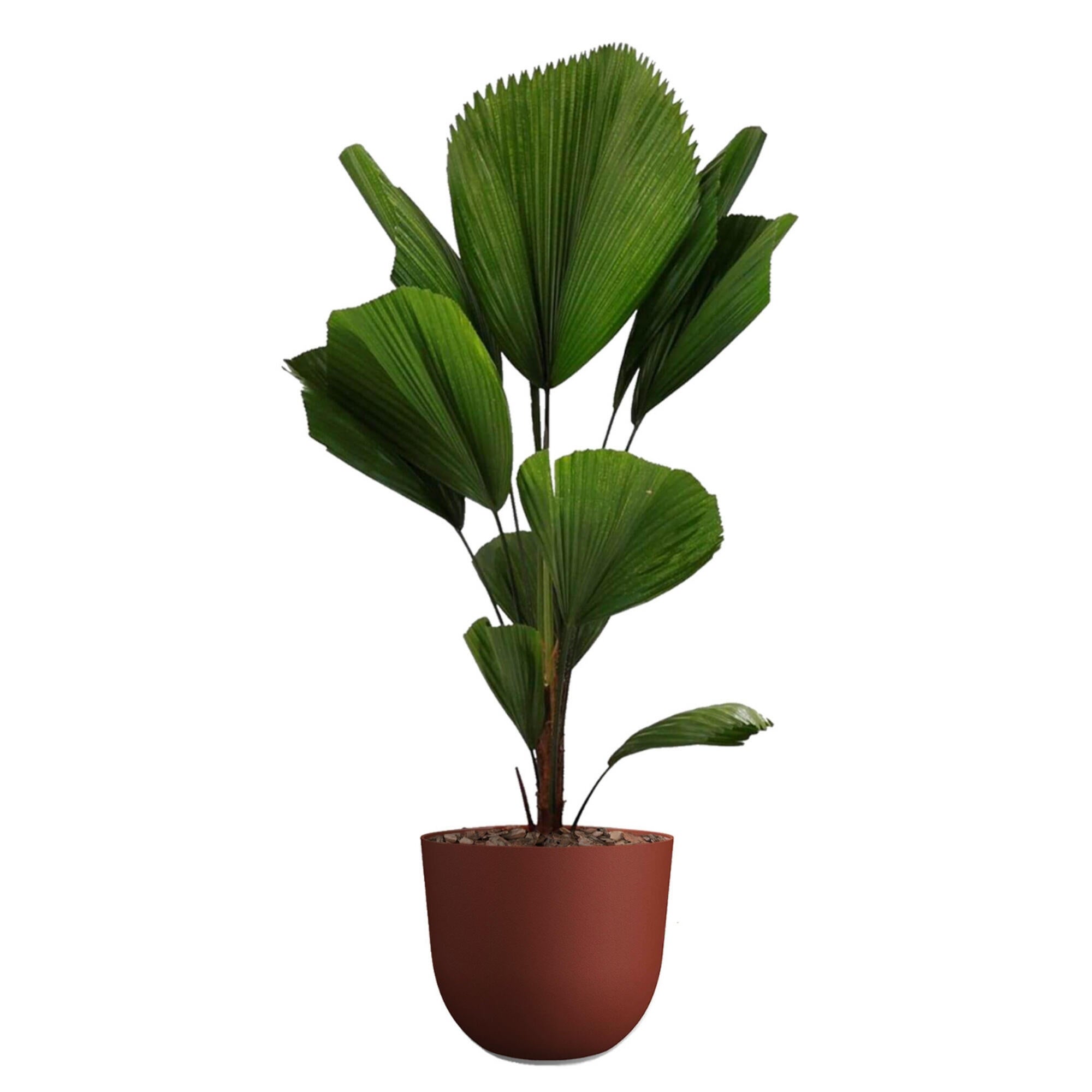 Palmera Licuala Grandis en maceta de 30 cm | Leroy Merlin