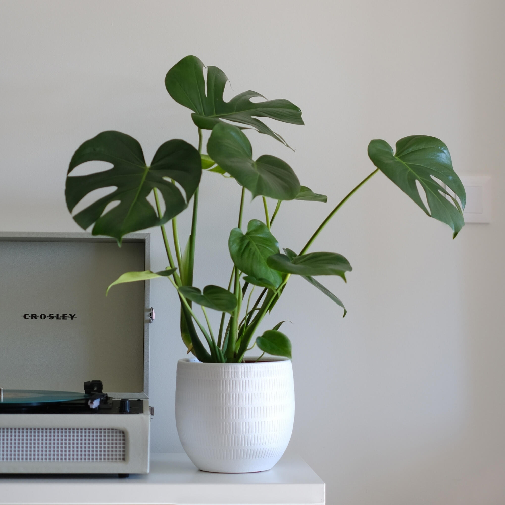 Pack de 3 Monstera Deliciosa en maceta de 21 cm | Leroy Merlin