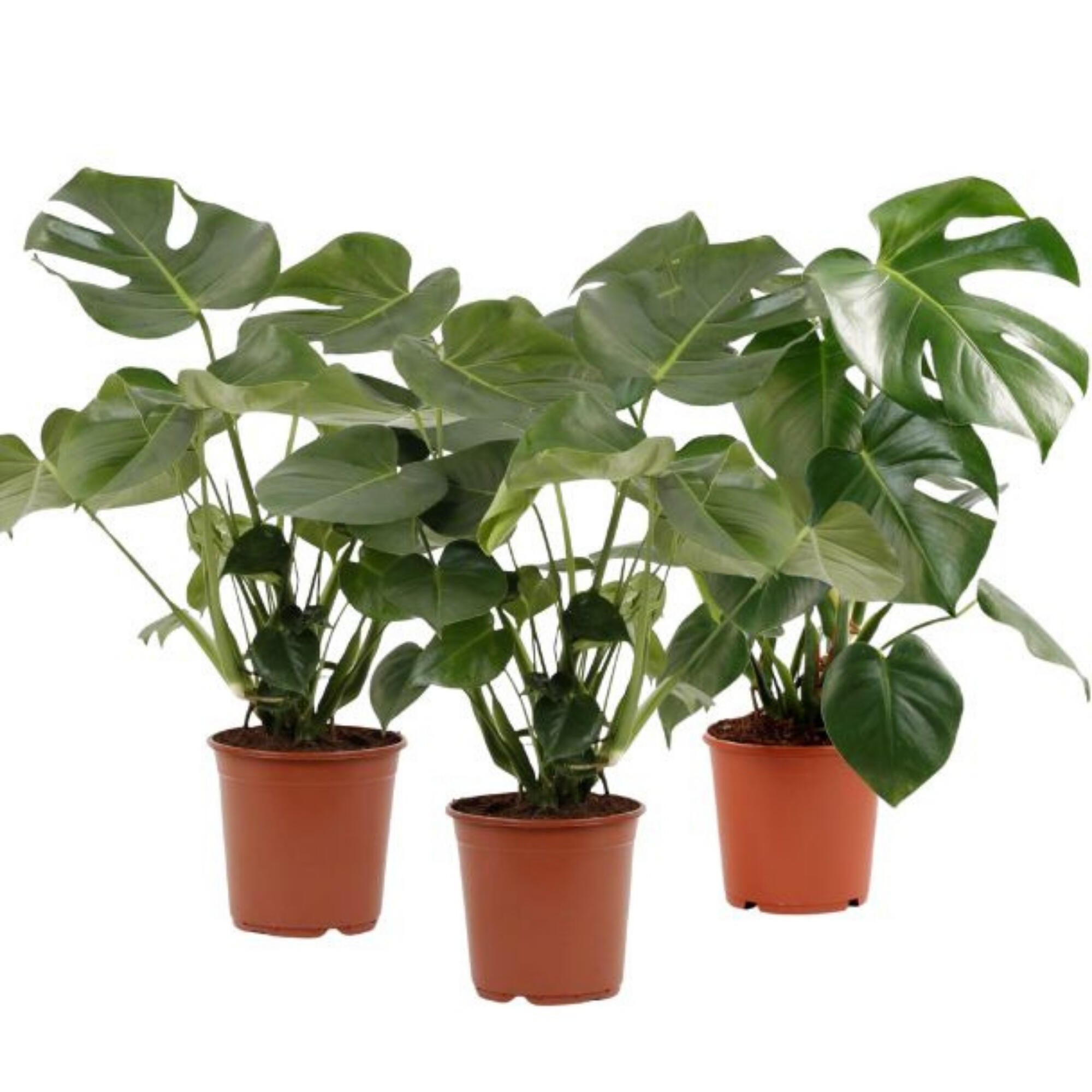 Pack de 3 Monstera Deliciosa en maceta de 21 cm | Leroy Merlin