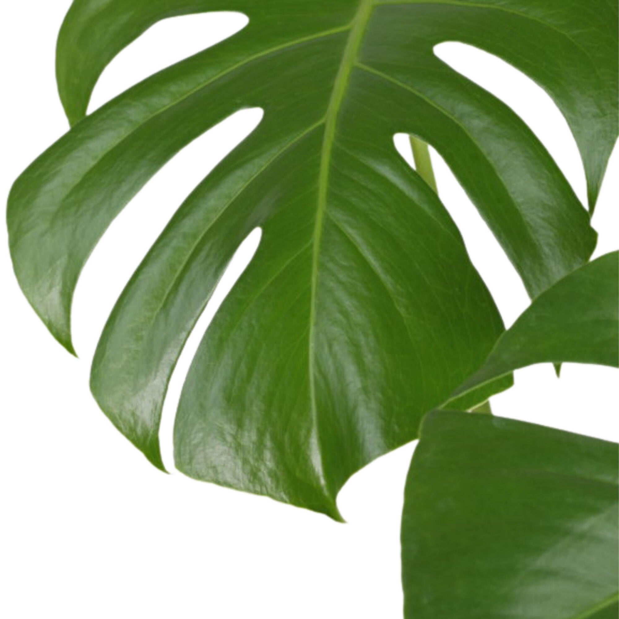Pack de 3 Monstera Deliciosa en maceta de 21 cm | Leroy Merlin