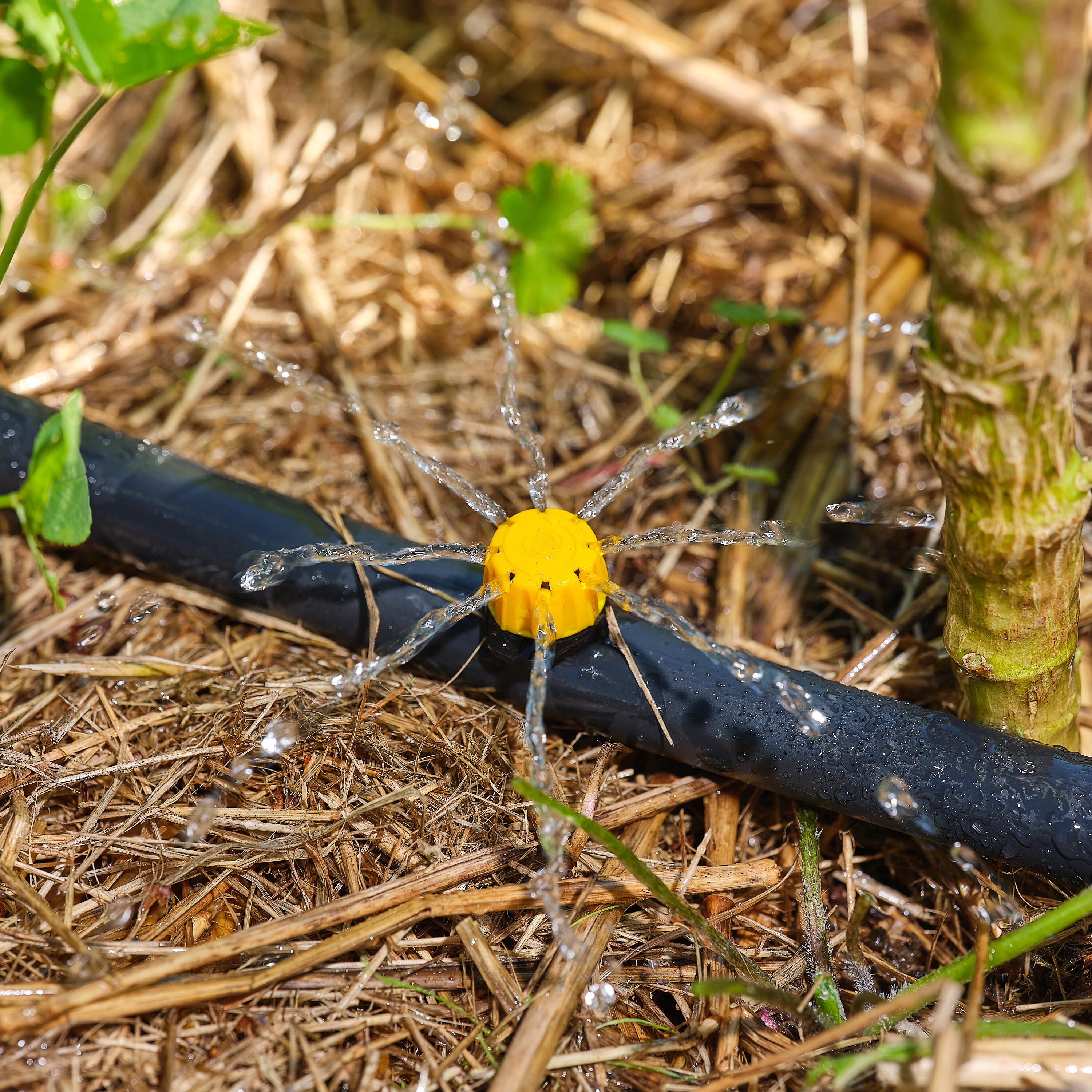 Micro-irrigation microdiffuseur GEOLIA | Leroy Merlin