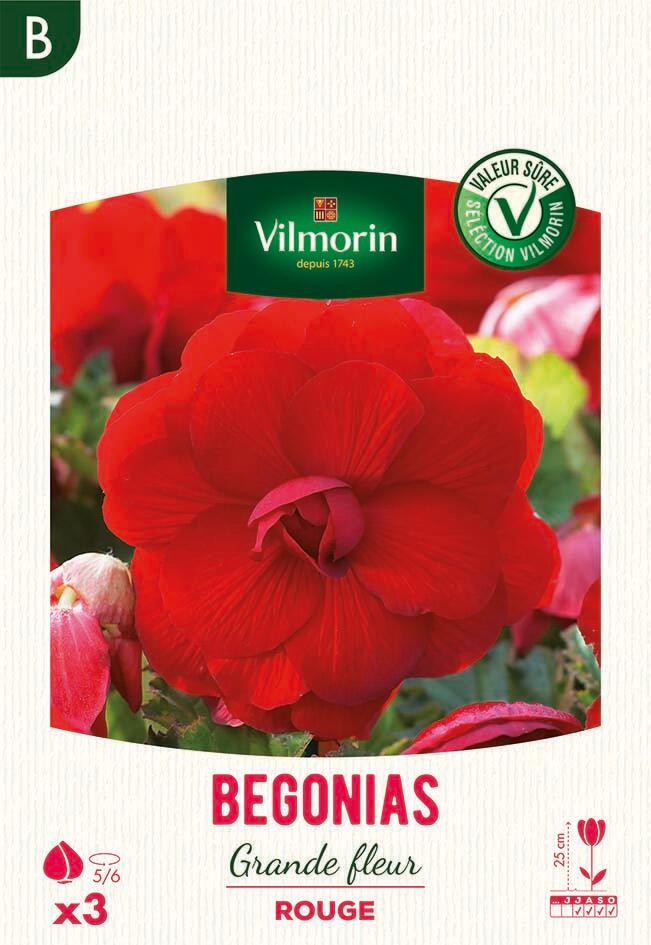 Lot de 3 bulbes florales grande fleur rouge rouge | Leroy Merlin