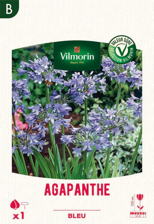Bulbe florale bleu bleu | Leroy Merlin