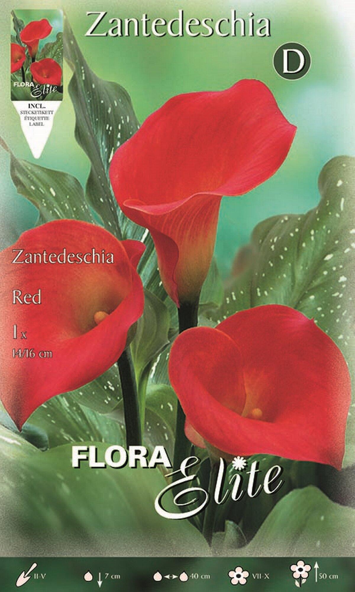 Calla rojo naranja 14/16 1 unidad | Leroy Merlin