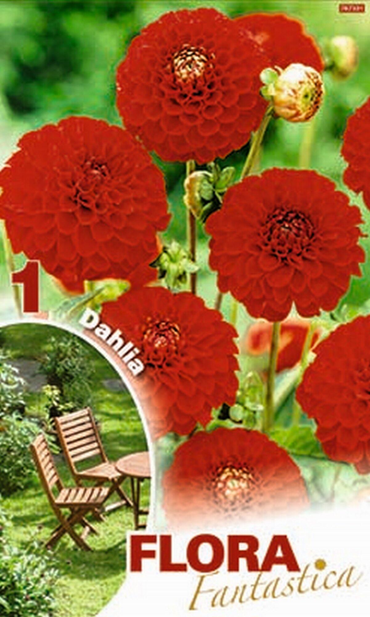 Dahlia pompon rojo 1 unidad | Leroy Merlin