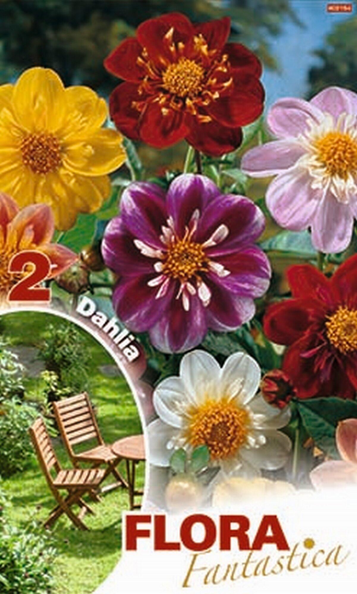 Dahlia collarette mix 2 unidades | Leroy Merlin