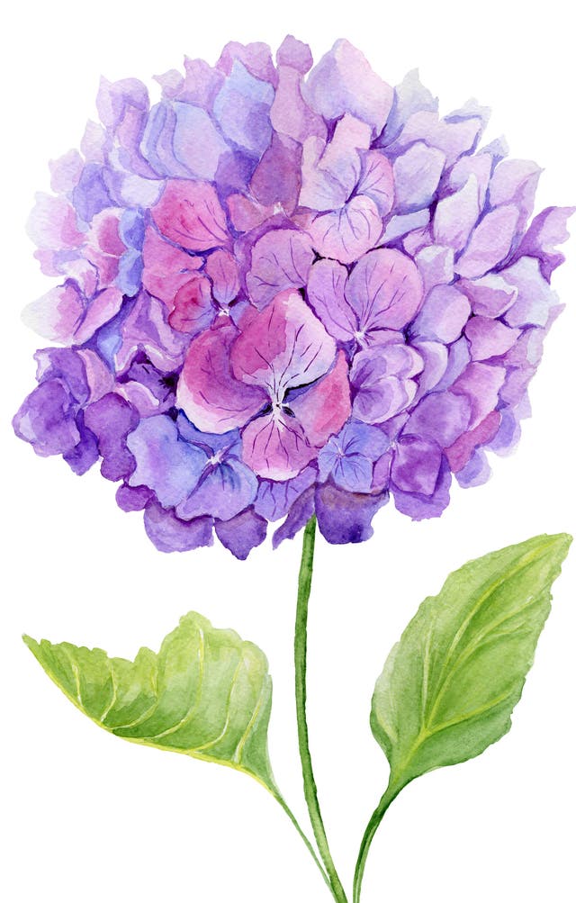 Hortensja - Leroy Merlin