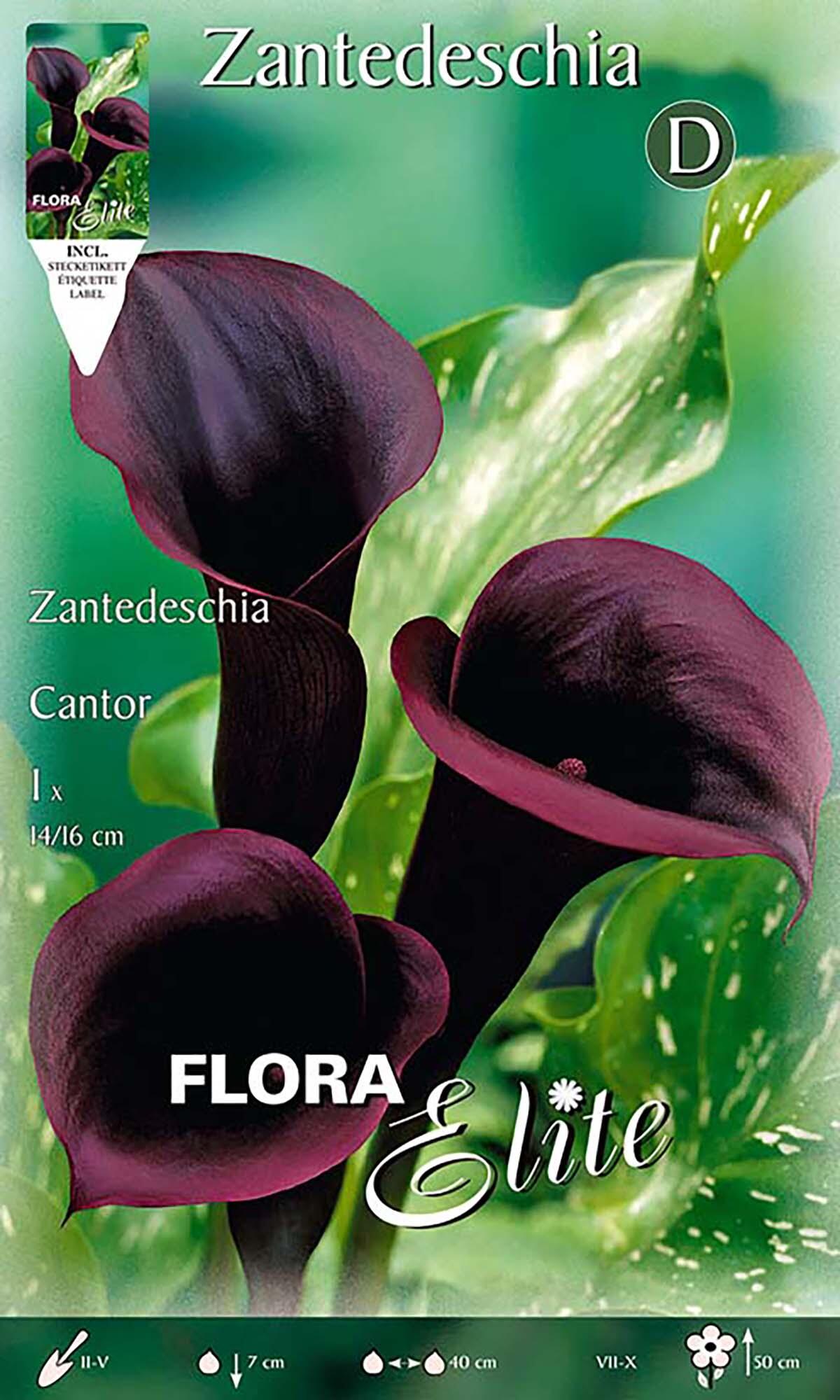 Calla negra cantor 14/16 elite 1 unidad | Leroy Merlin