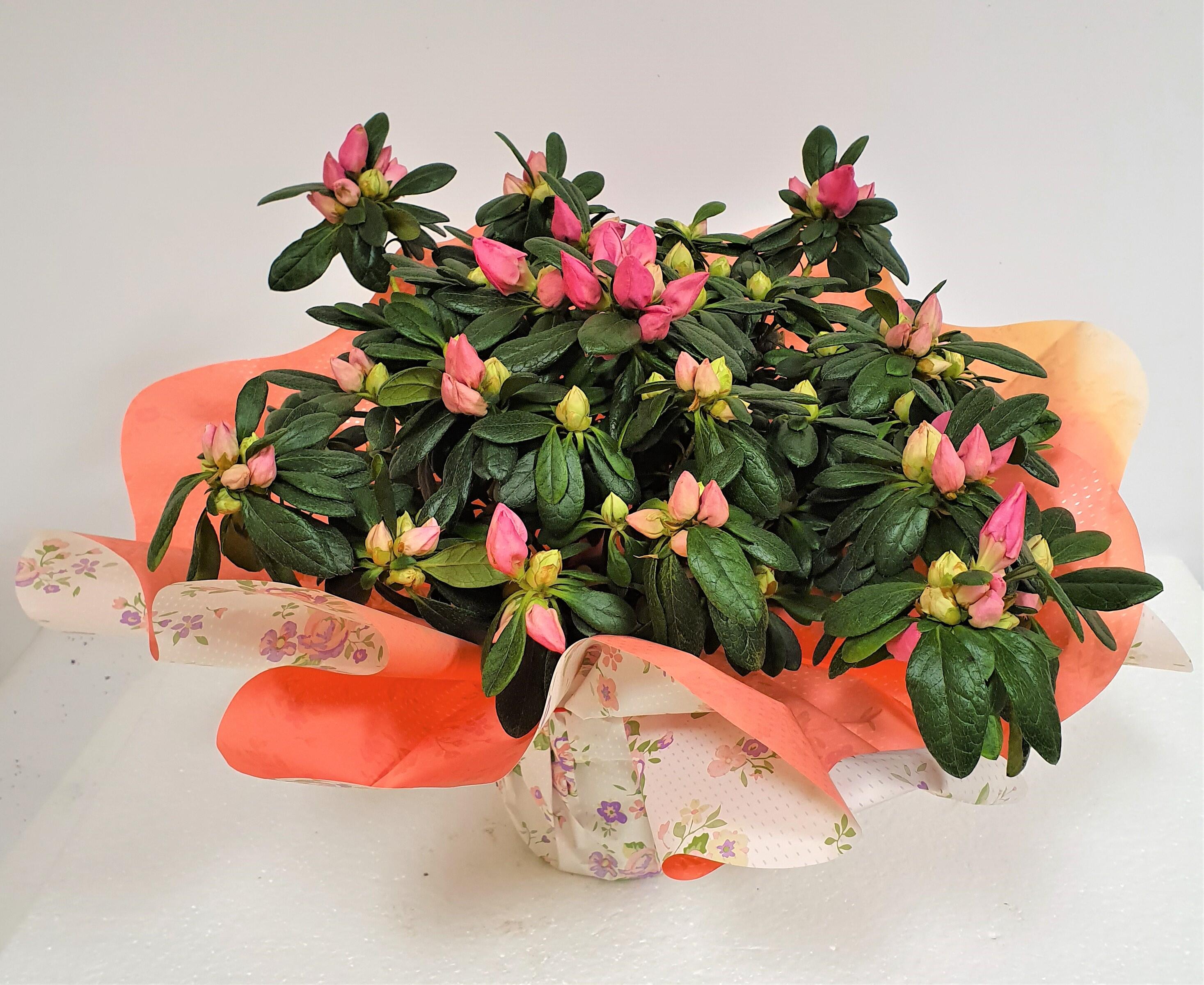 Pianta da esterno Azalea vaso 14 cm chioma 27,5 cm confezionata | Leroy ...