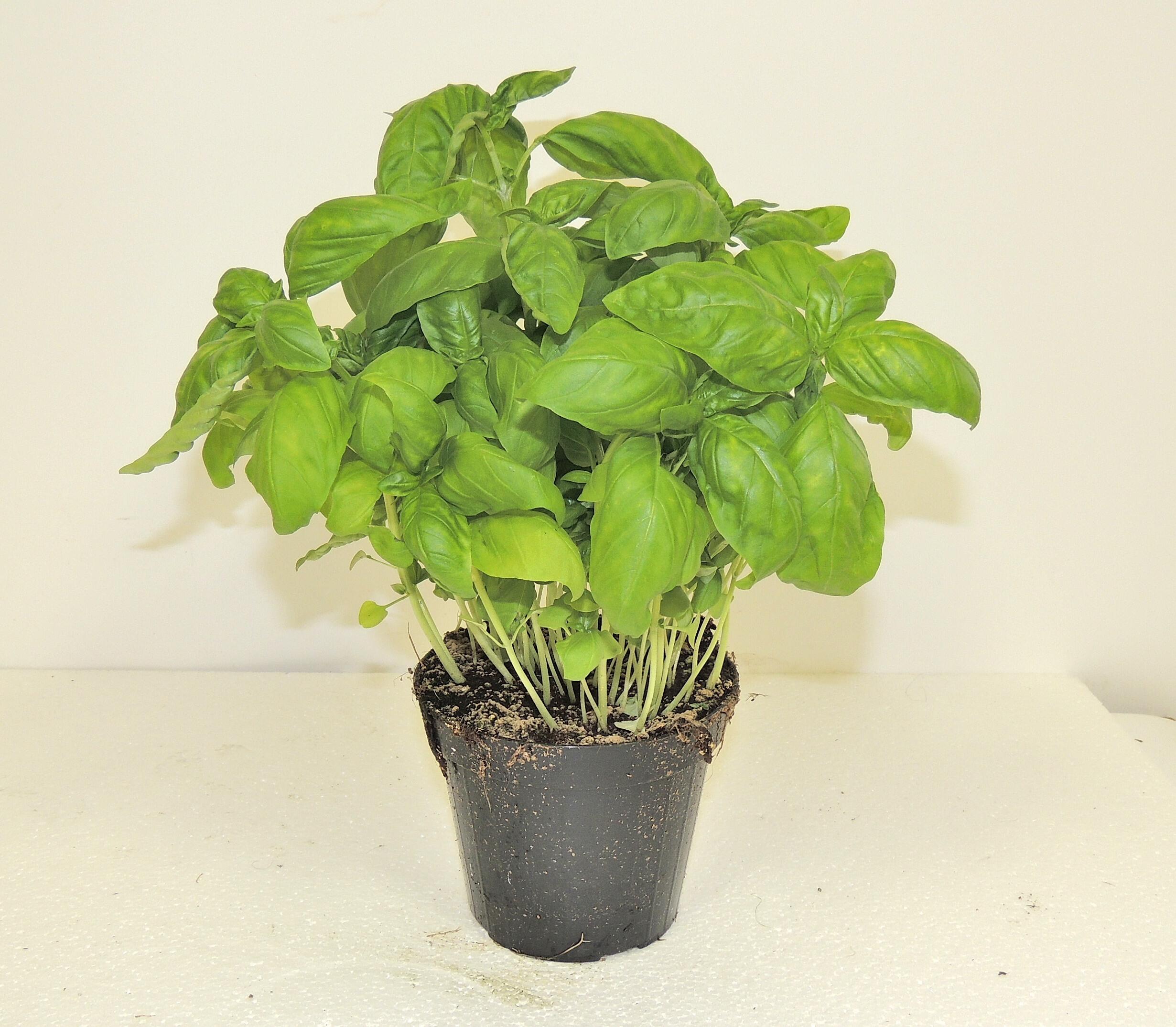 BASILICO (PIANTA ORNAMENTALE) DIAM. 14 | Leroy Merlin