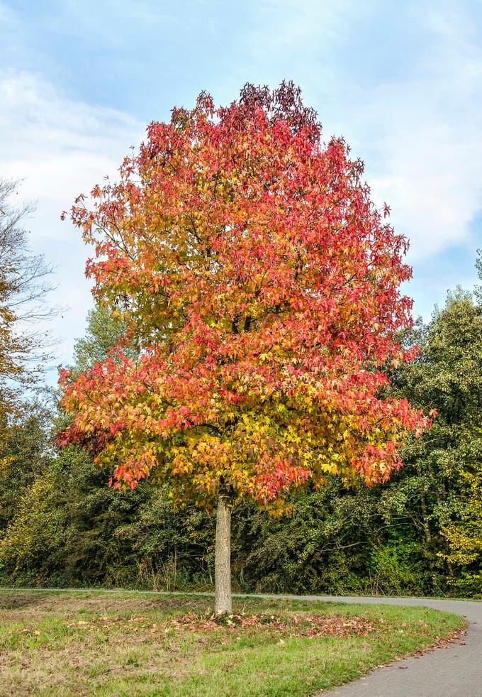 Ambrowiec amerykański - Leroy Merlin