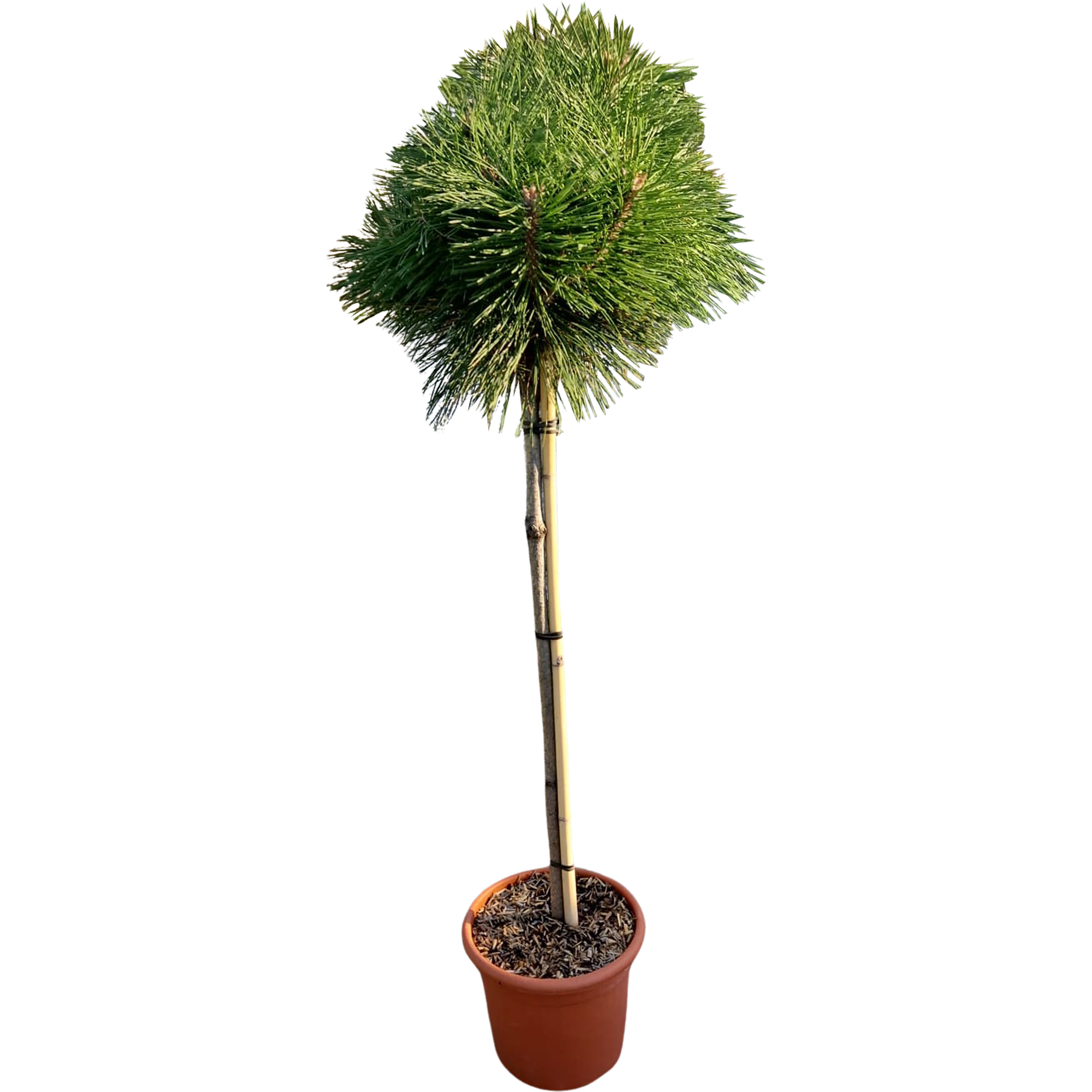 Sosna Brepo Kula 130-140 cm - Leroy Merlin