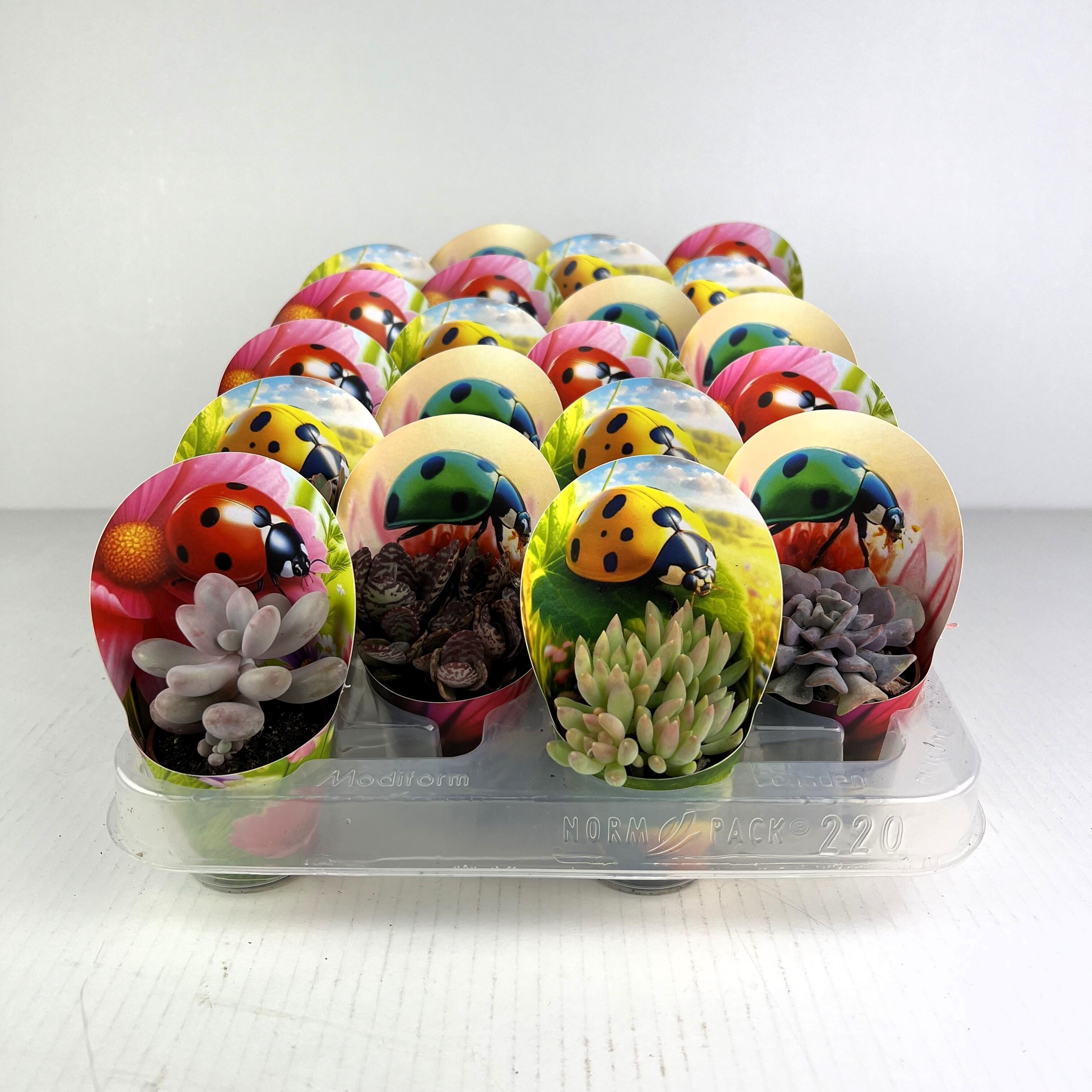 Pianta da interno GRASSA IN COVER COLORATA INSETTI D5,5 | Leroy Merlin