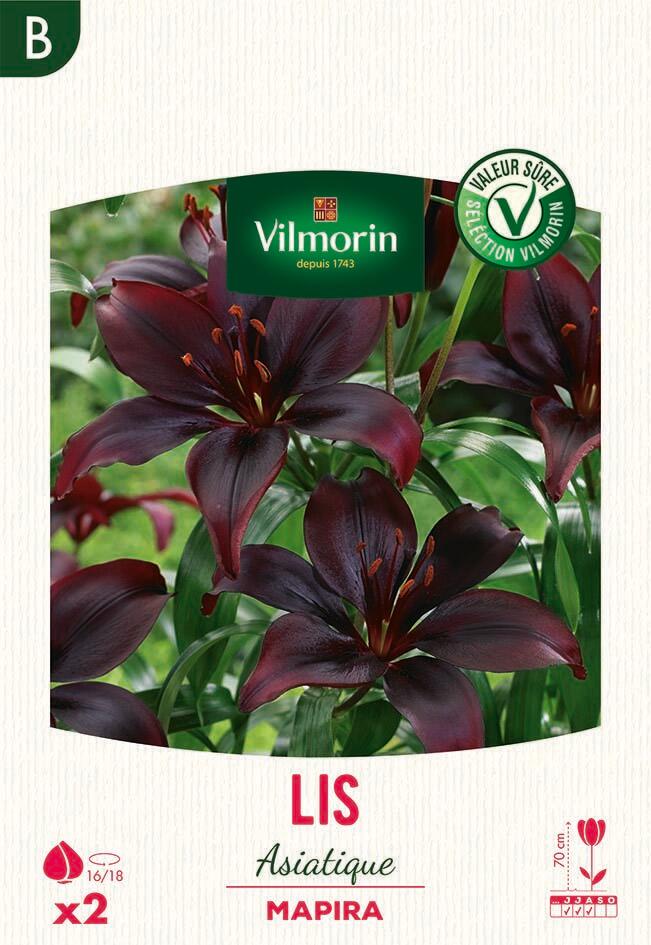 Bulbe lis asiatic Mapira pochette de 2 série B calibre 16/18 Vilmorin ...
