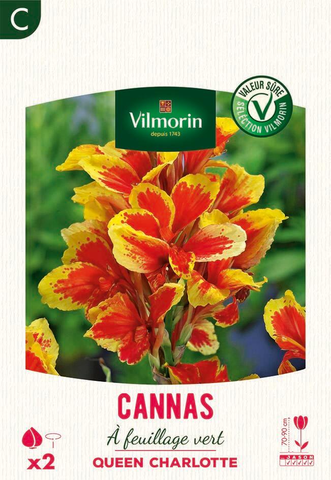 Bulbe canna Queen charlotte pochette de 2 série C calibre I Vilmorin ...