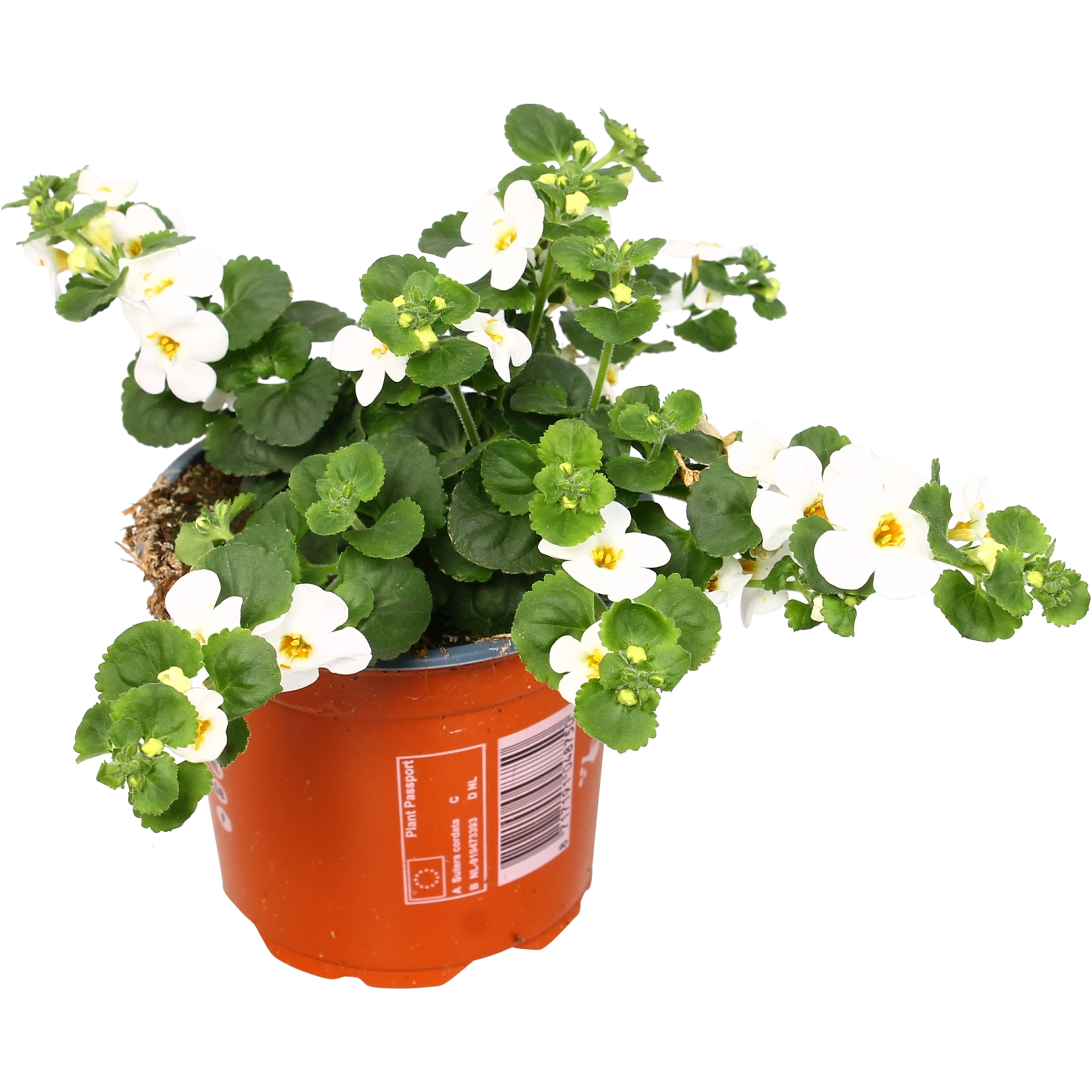 Bakopa biała 10-15 cm - Leroy Merlin