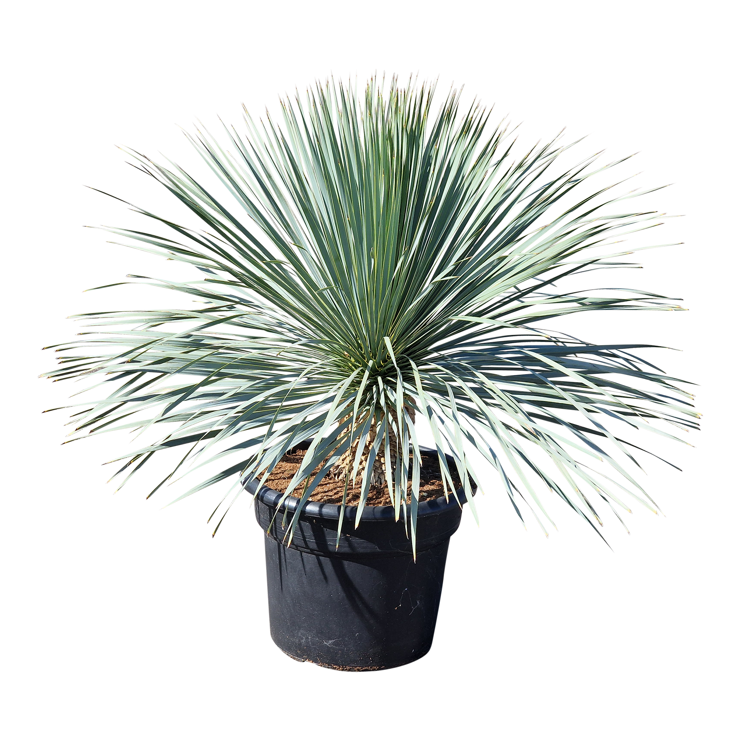 Juka Rostrata 130-150 cm - Leroy Merlin
