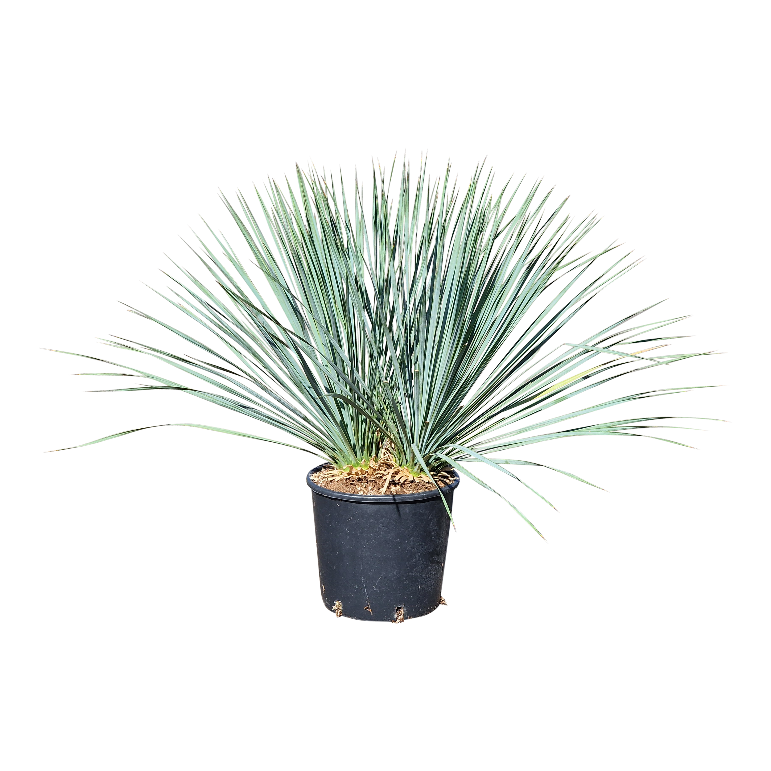 Juka Rostrata 60-70 cm - Leroy Merlin