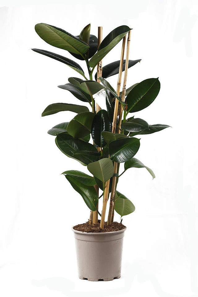 Ficus: compra online | Leroy Merlin