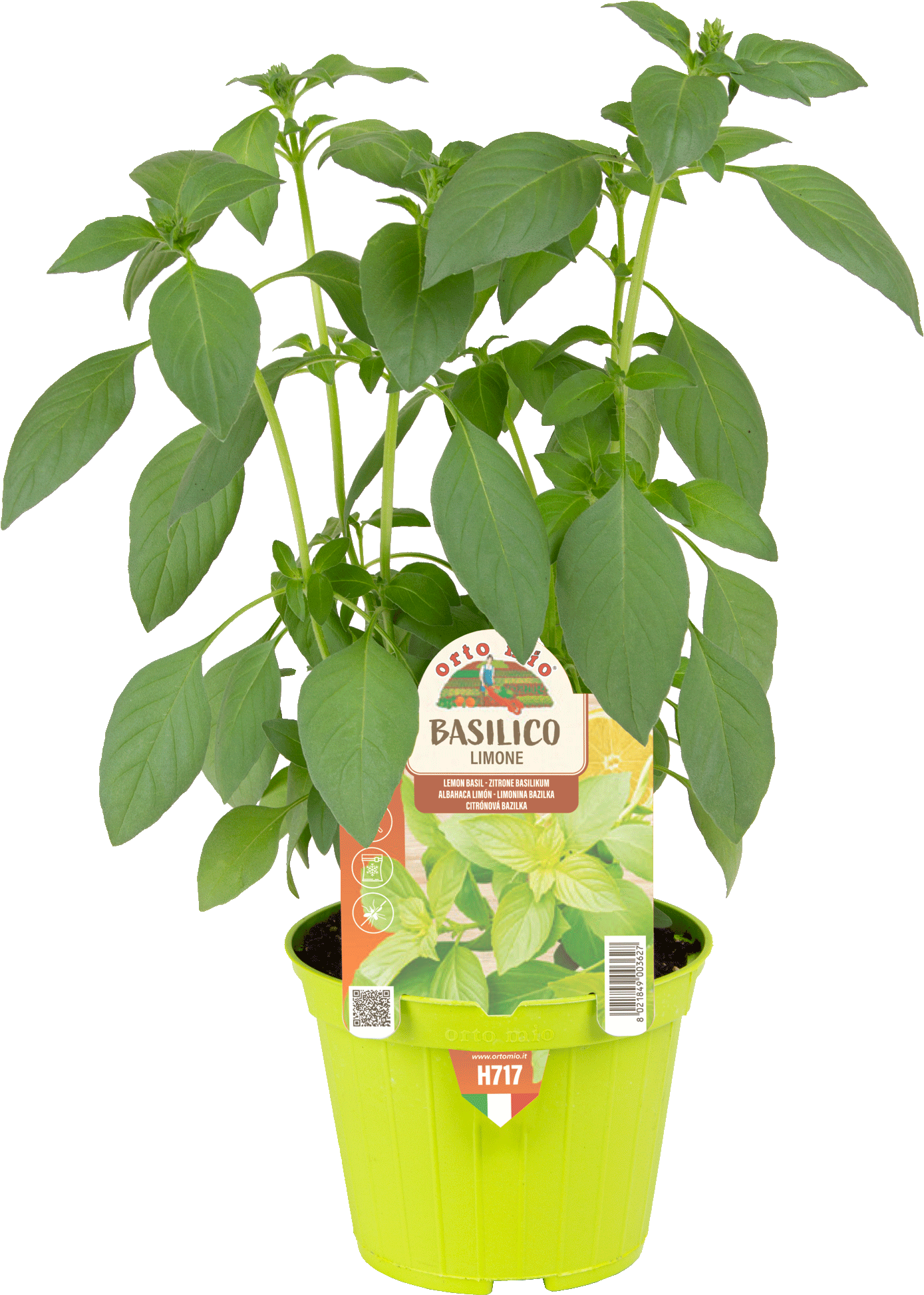 Albahaca limón en maceta de 10 cm | Leroy Merlin