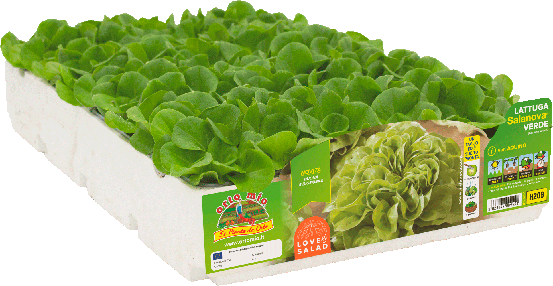 Lechuga salanova hoja lisa verde | Leroy Merlin