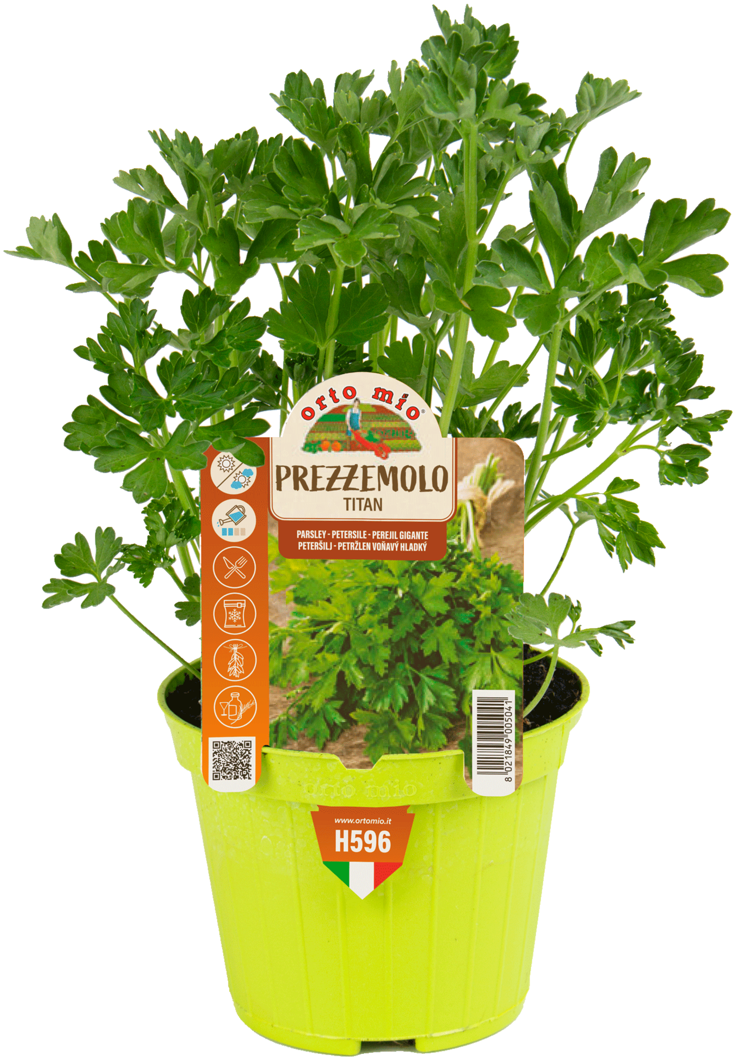 Perejil común en maceta de 10 cm | Leroy Merlin