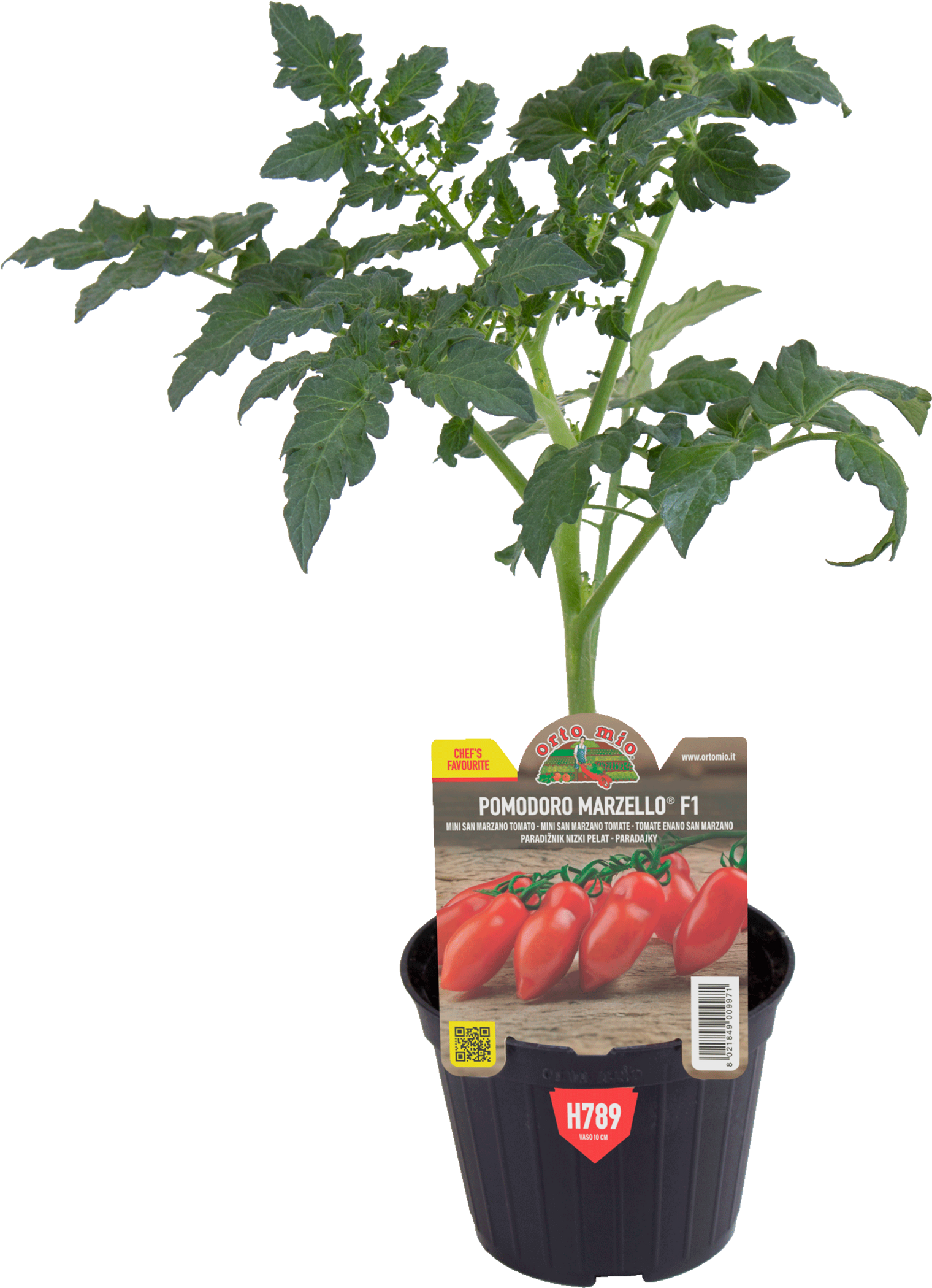 Tomate mini san marzano en maceta de 10 cm | Leroy Merlin