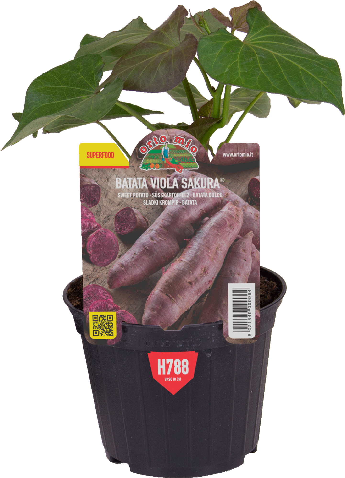 Batata pulpa violeta en maceta de 10 cm | Leroy Merlin
