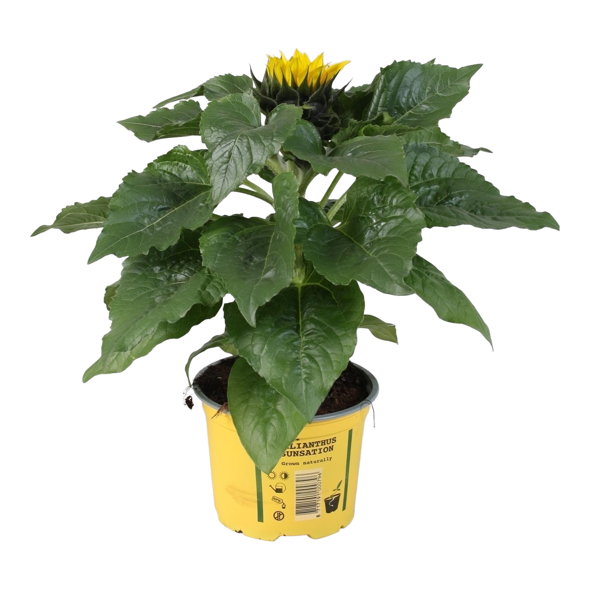 Helianthus Sunsation 35-40 cm - Leroy Merlin