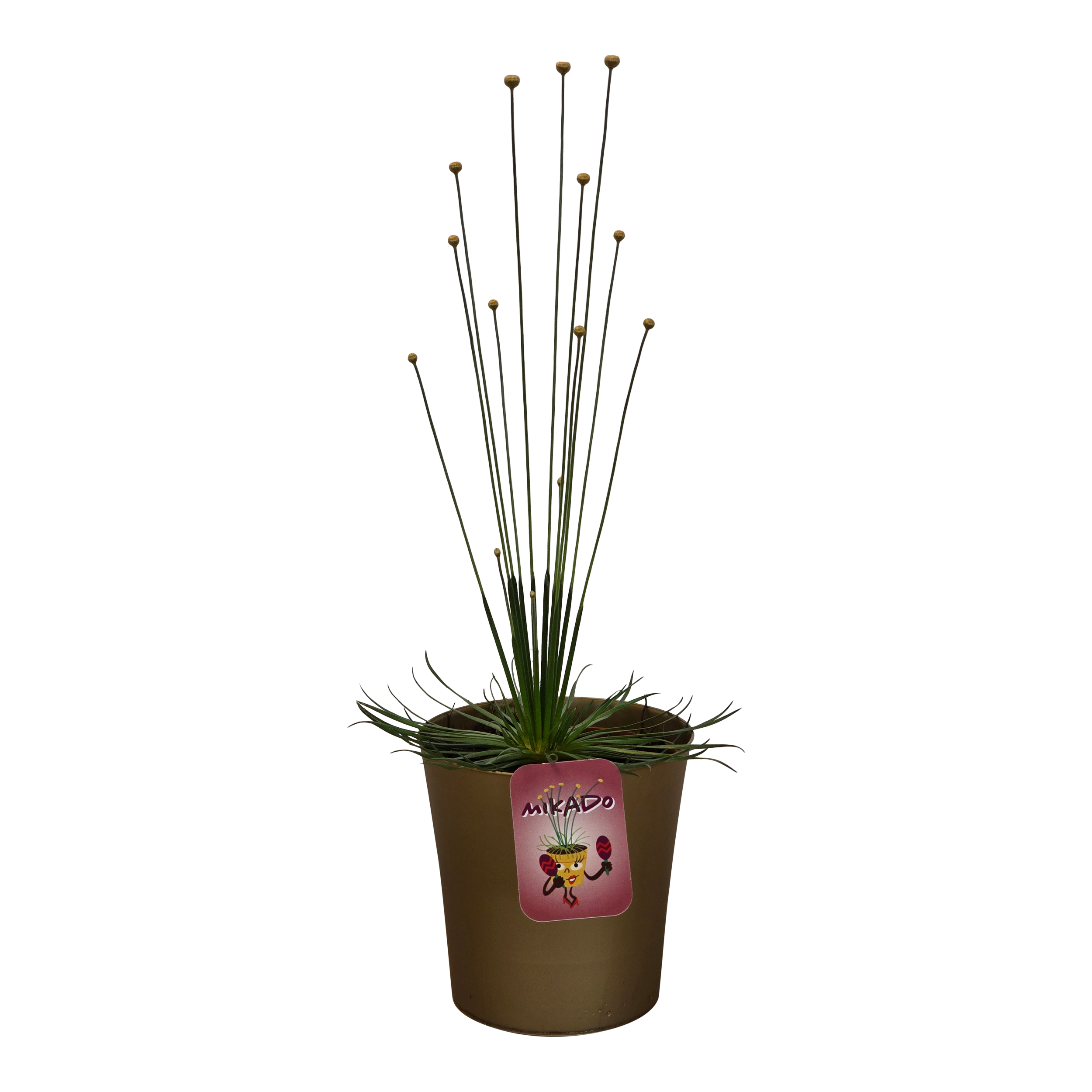 Syngonanthus Mikado 20 cm - Leroy Merlin