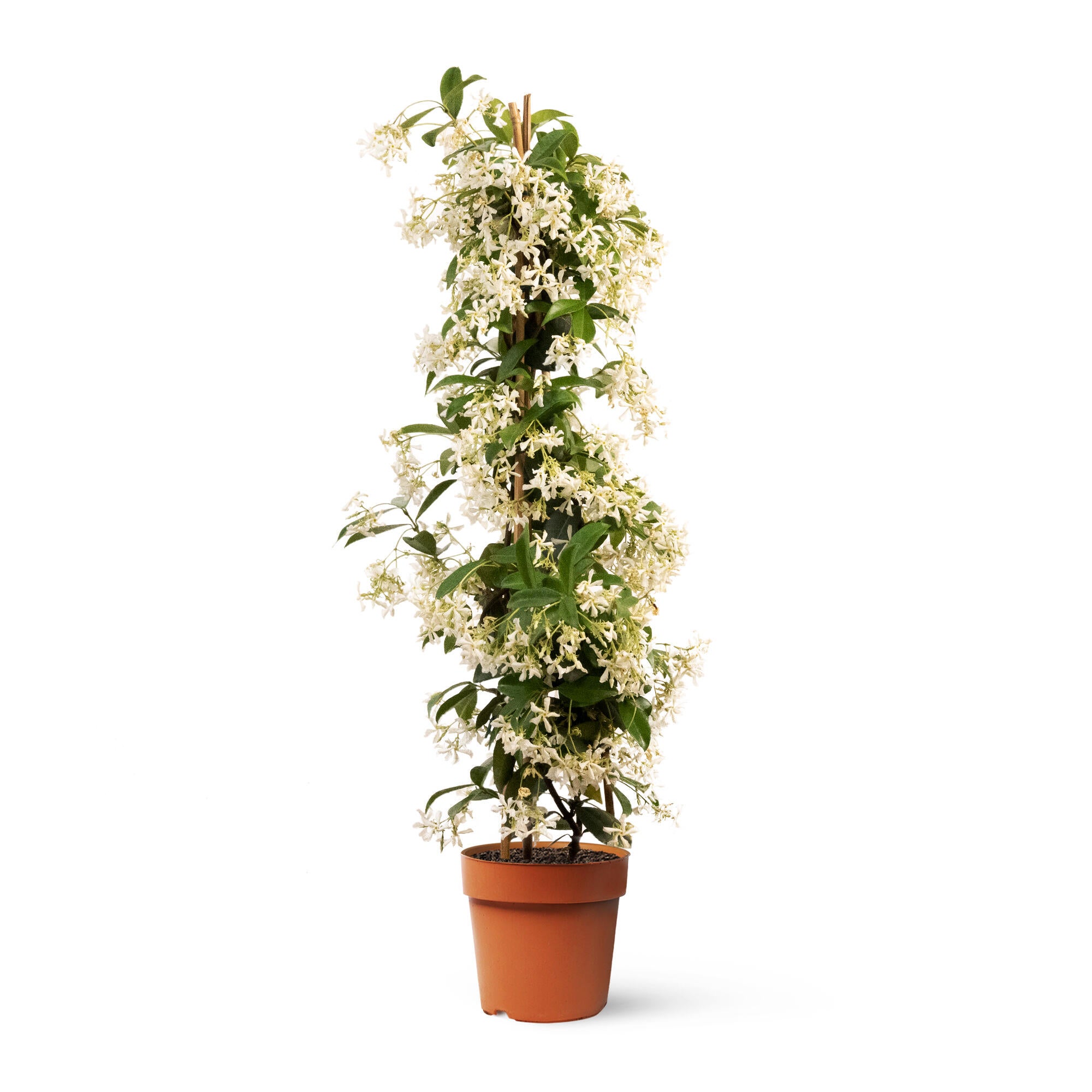 Planta trepadora mediterráneo jazmín estrellado en maceta de 25 cm ...