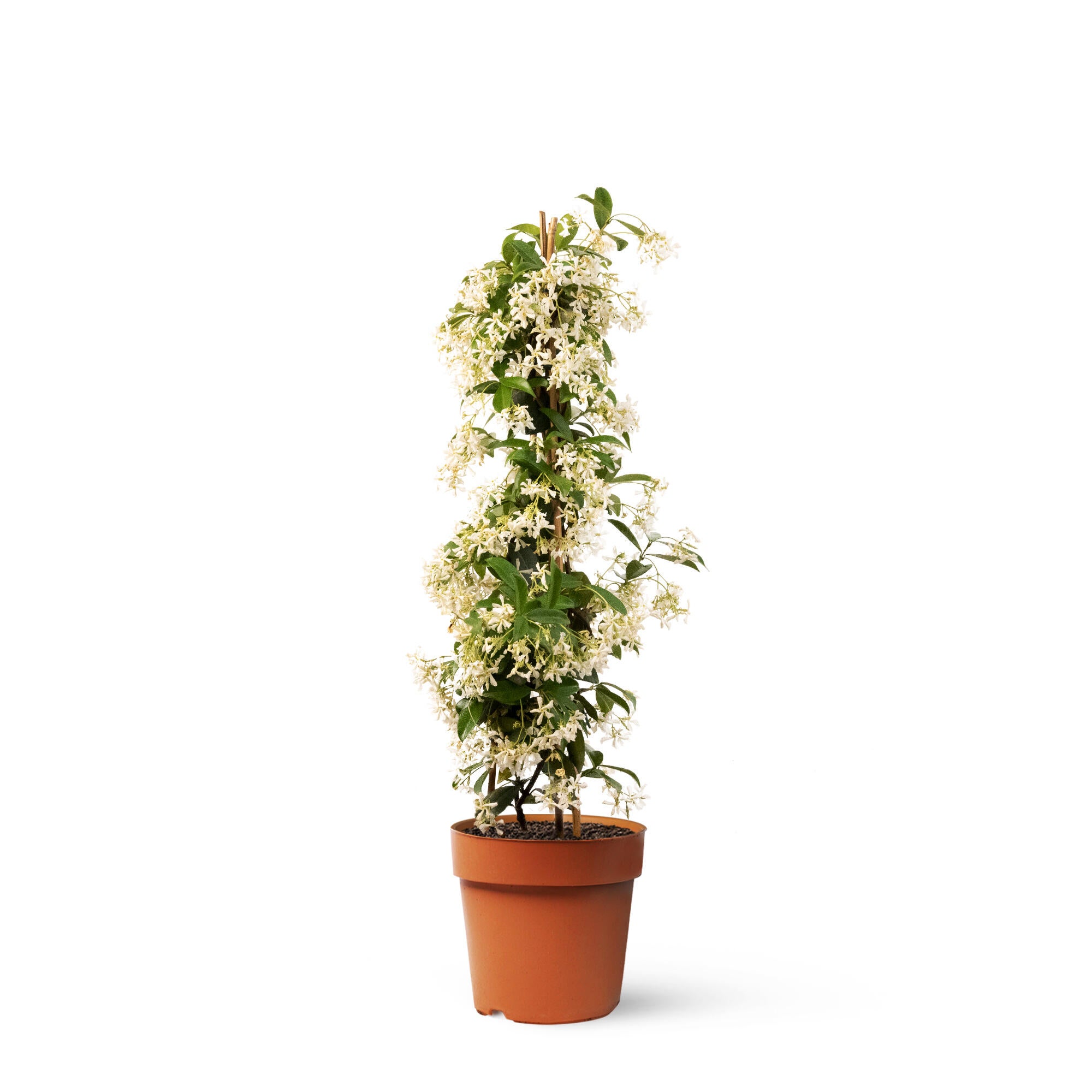Planta trepadora mediterráneo jazmín estrellado en maceta de 17 cm ...